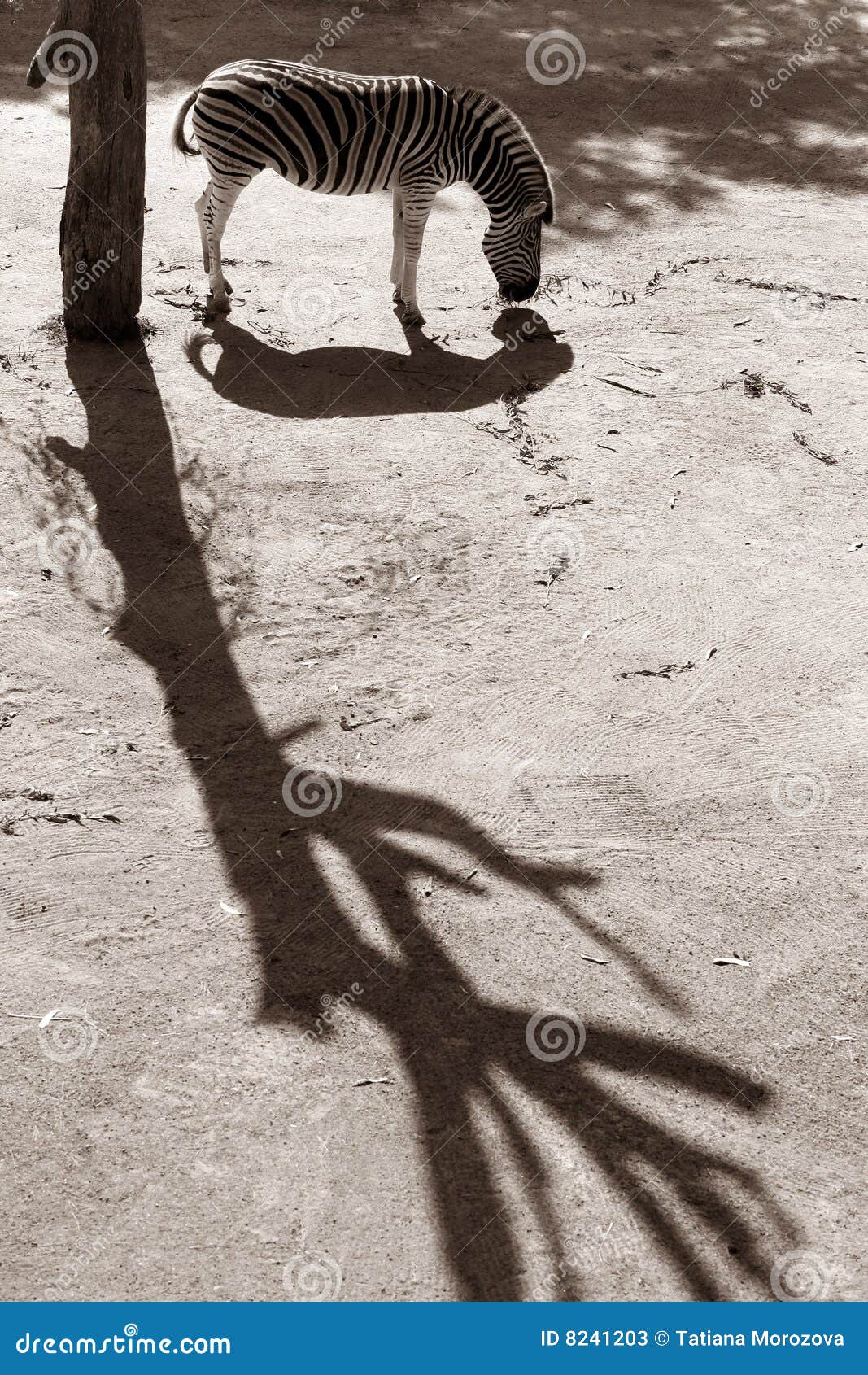 Zebra stock image. Image of tropical, countryside, harshness - 8241203