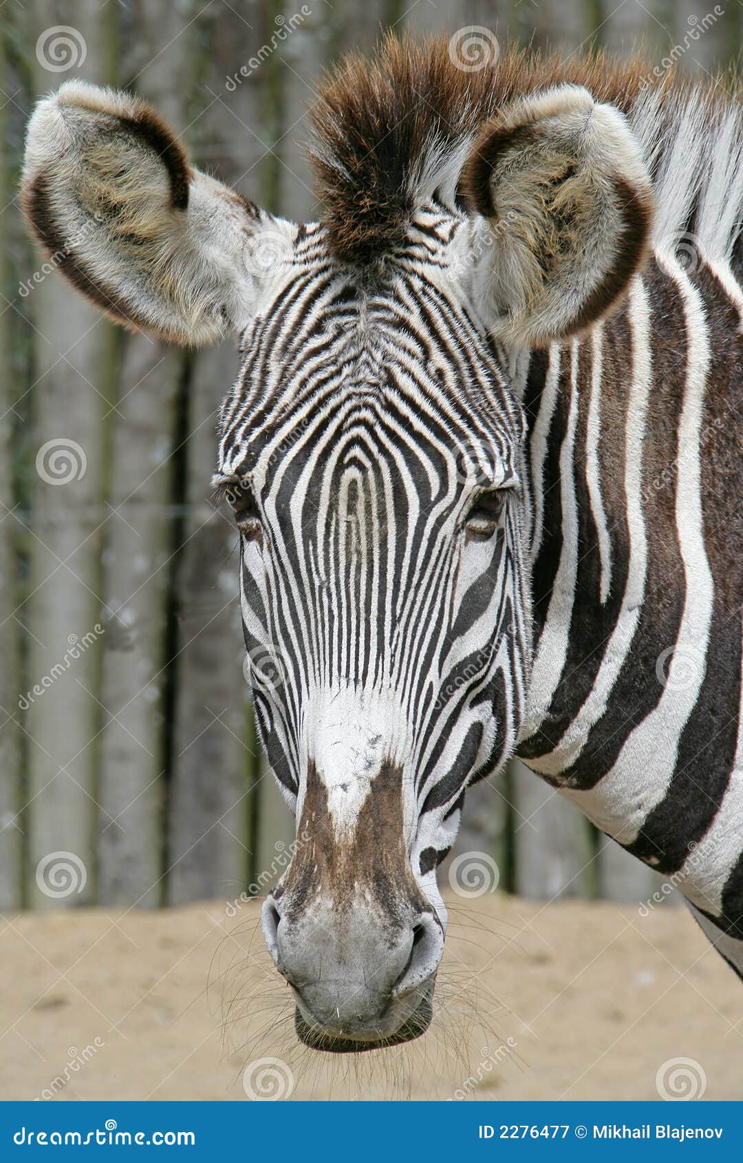 Zebra 9 stock image. Image of ecology, browse, mane, zebra - 2276477