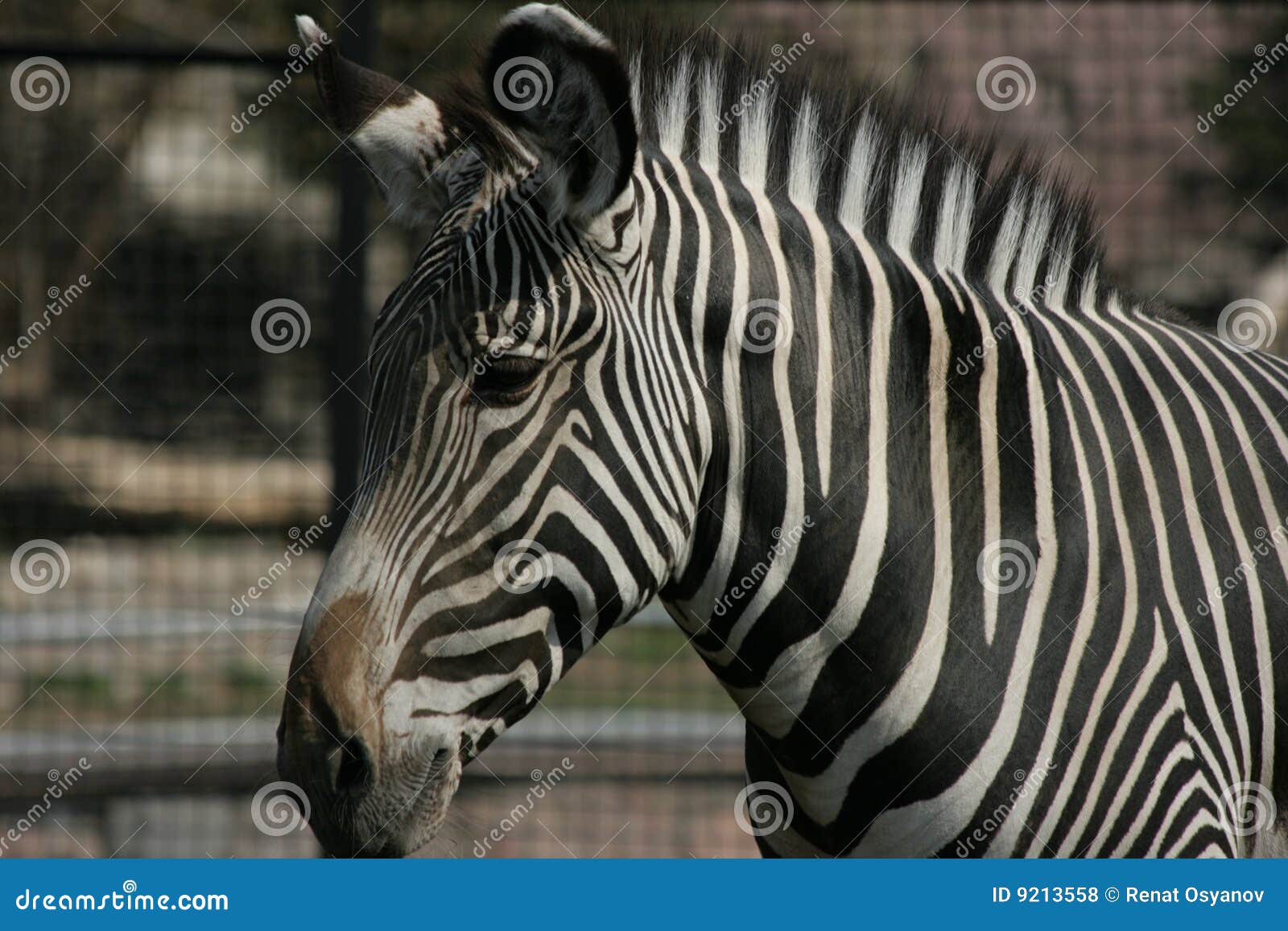 Zebra stock photo. Image of wildlife, mammal, zebra, fang - 9213558
