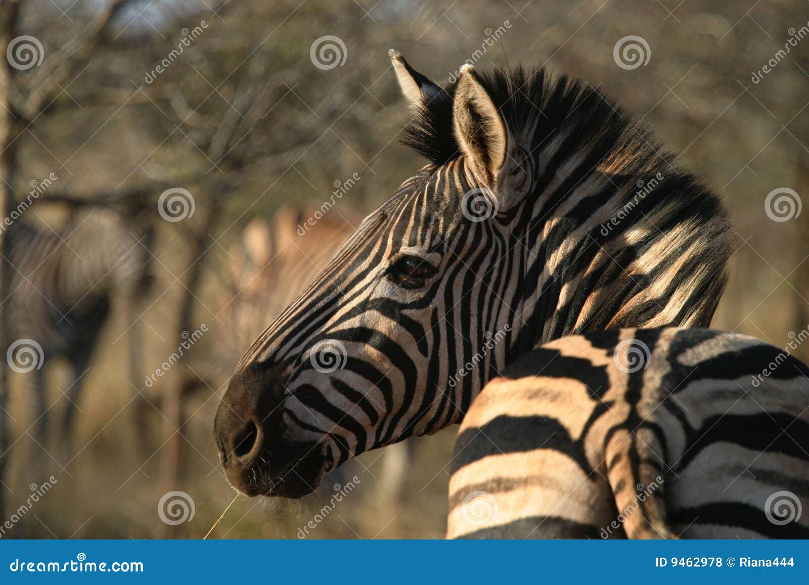 Zebra stock photo. Image of mammals, adventure, travel - 9462978