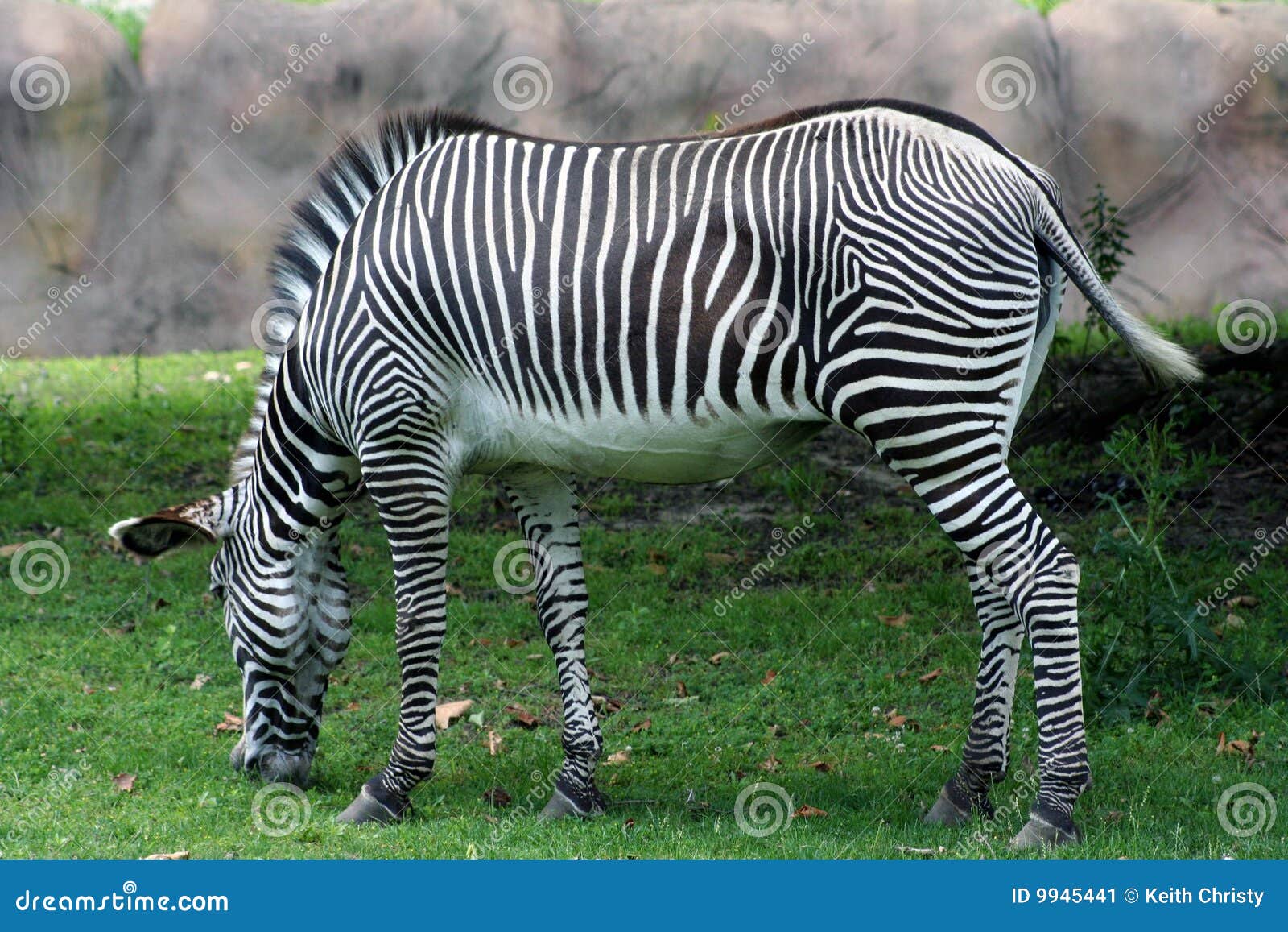Zebra stock image. Image of animal, eating, wild, nature - 9945441
