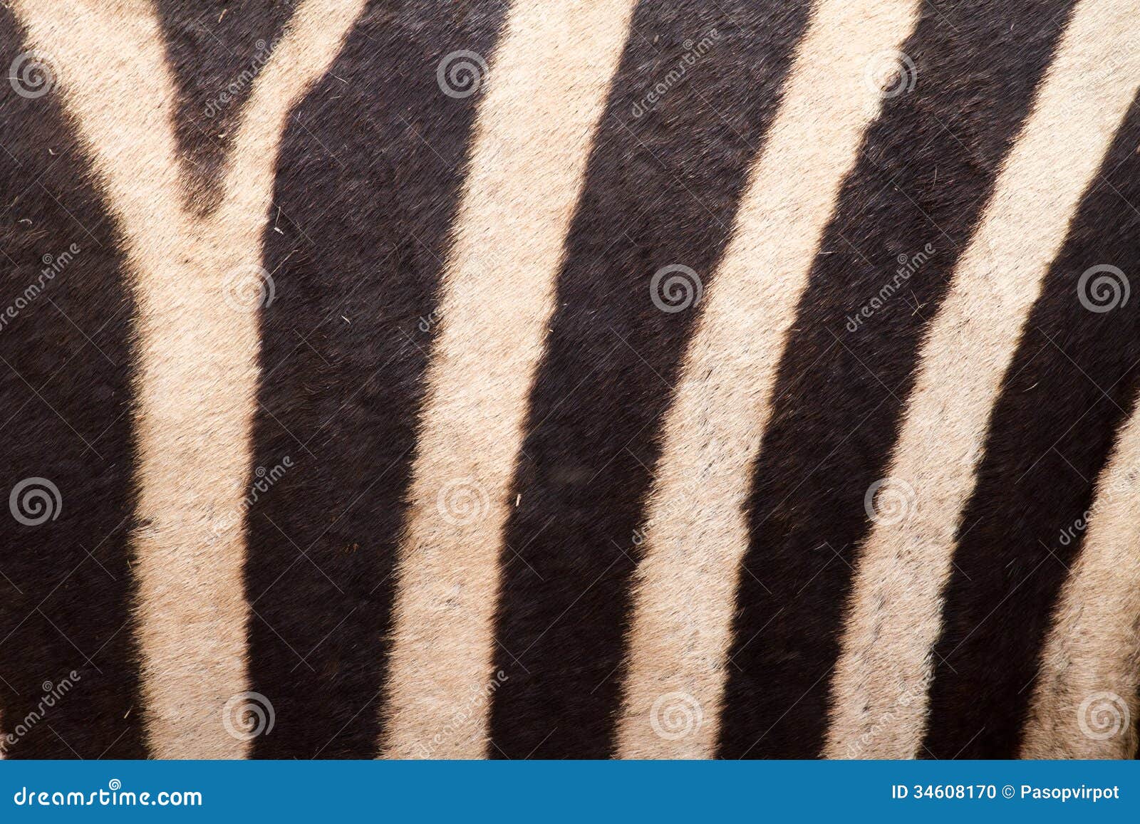 Zebra Abstract Lines Pattern Stock Photo - Image of skin, lines: 34608170