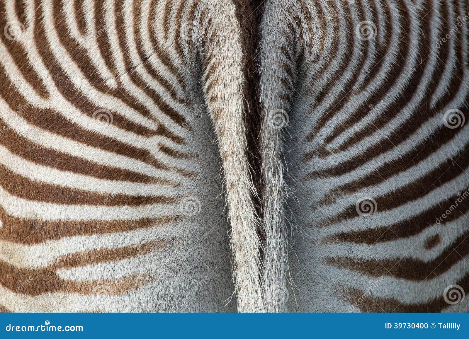 Zebra stock photo. Image of tail, zebra, pattern, back - 39730400