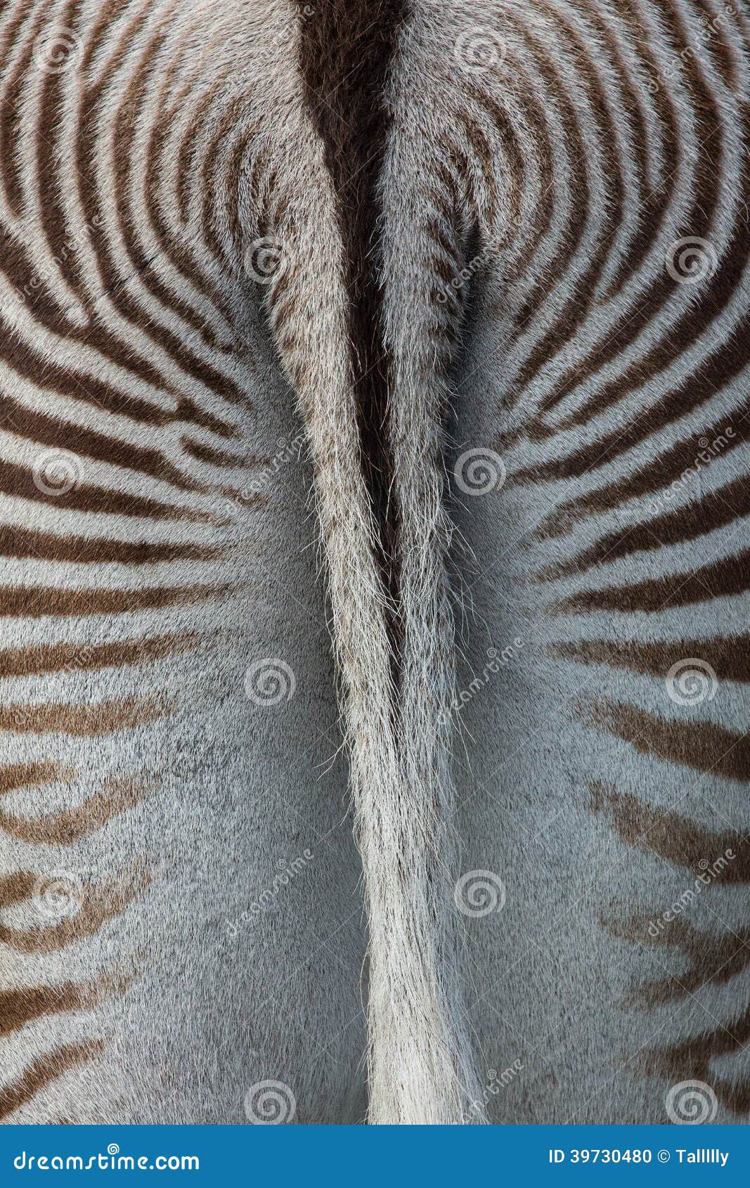 Zebra Abstract stock photo. Image of conservation, planet - 39730480