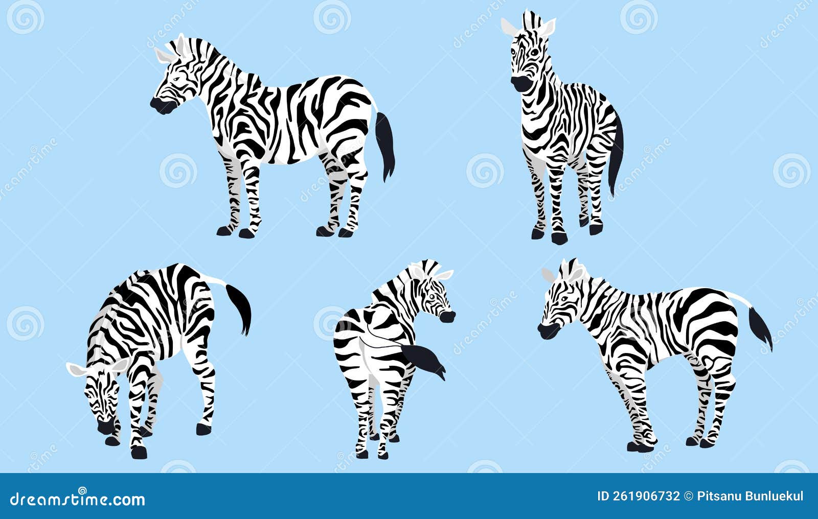 Zebra in 5 Action Vector Illustration Stock Vector - Illustration of ...