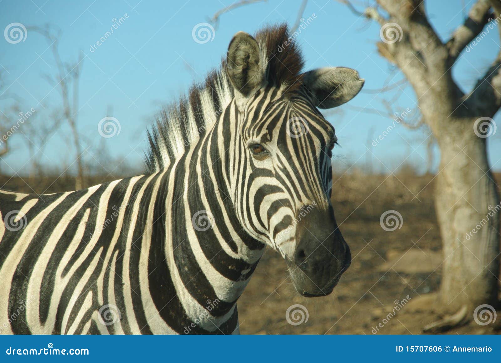 Zebra in Africa stock photo. Image of background, environmental - 15707606