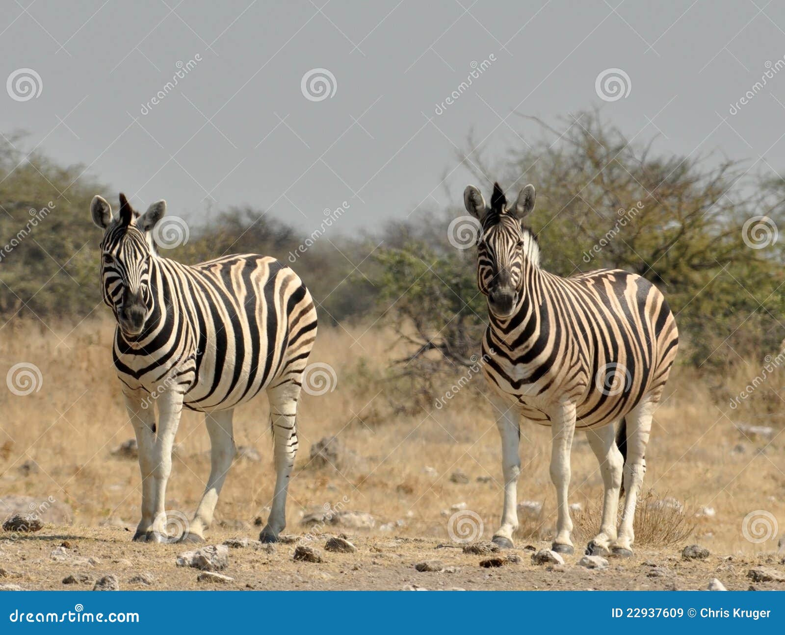 Zebra in Africa stock image. Image of national, safari - 22937609