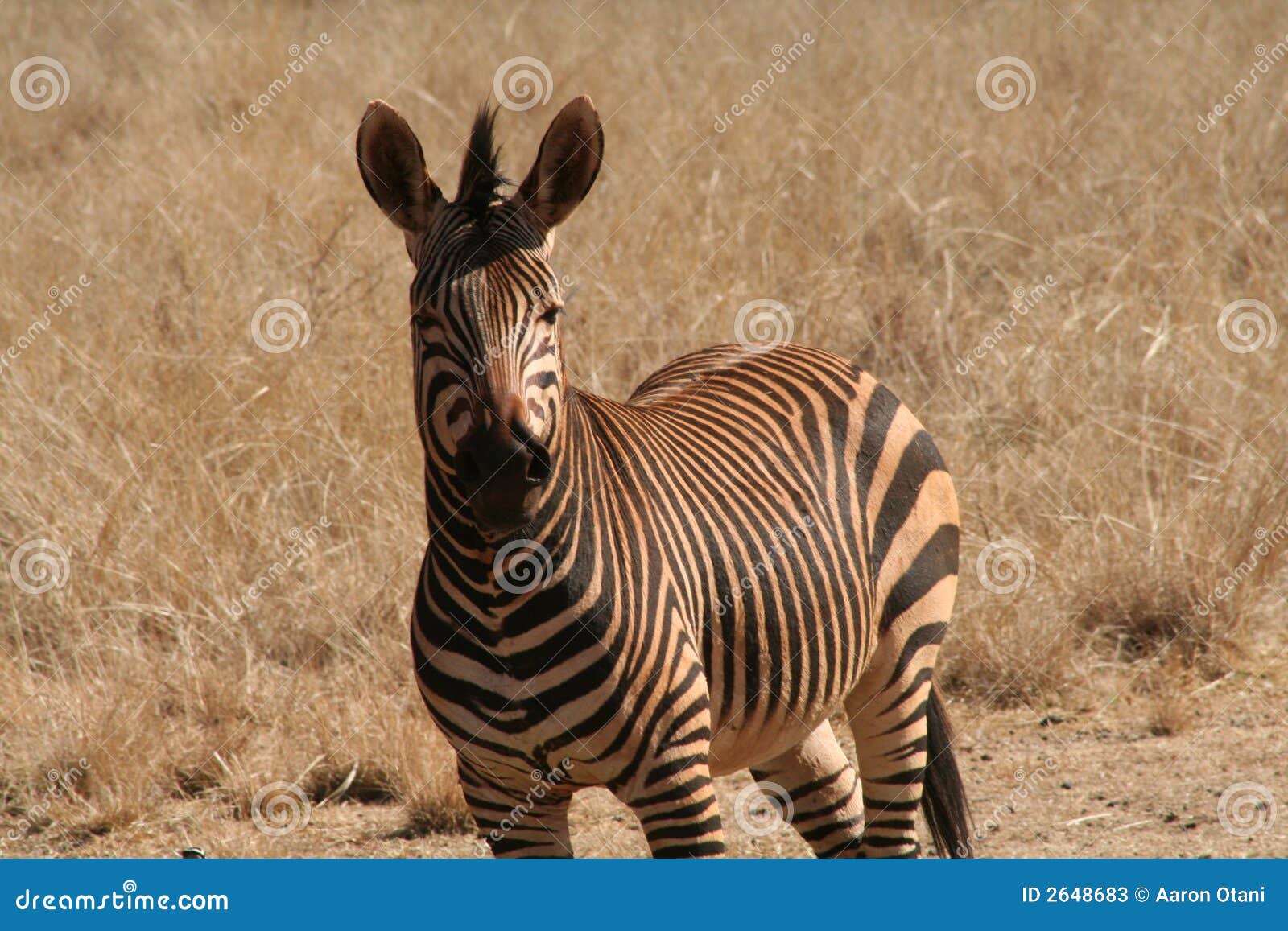 Zebra in Africa stock image. Image of plains, masai, savana - 2648683