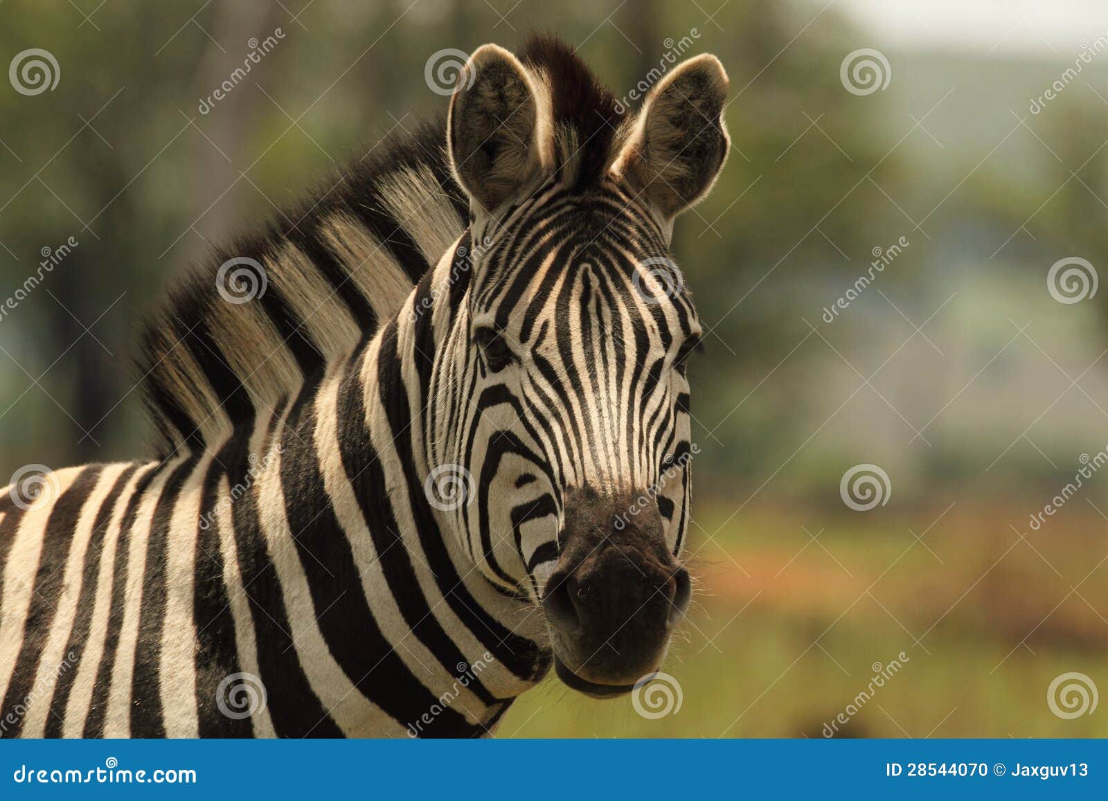 Zebra In Africa Safari Tarangiri-Ngorongoro Royalty-Free Stock Photo ...