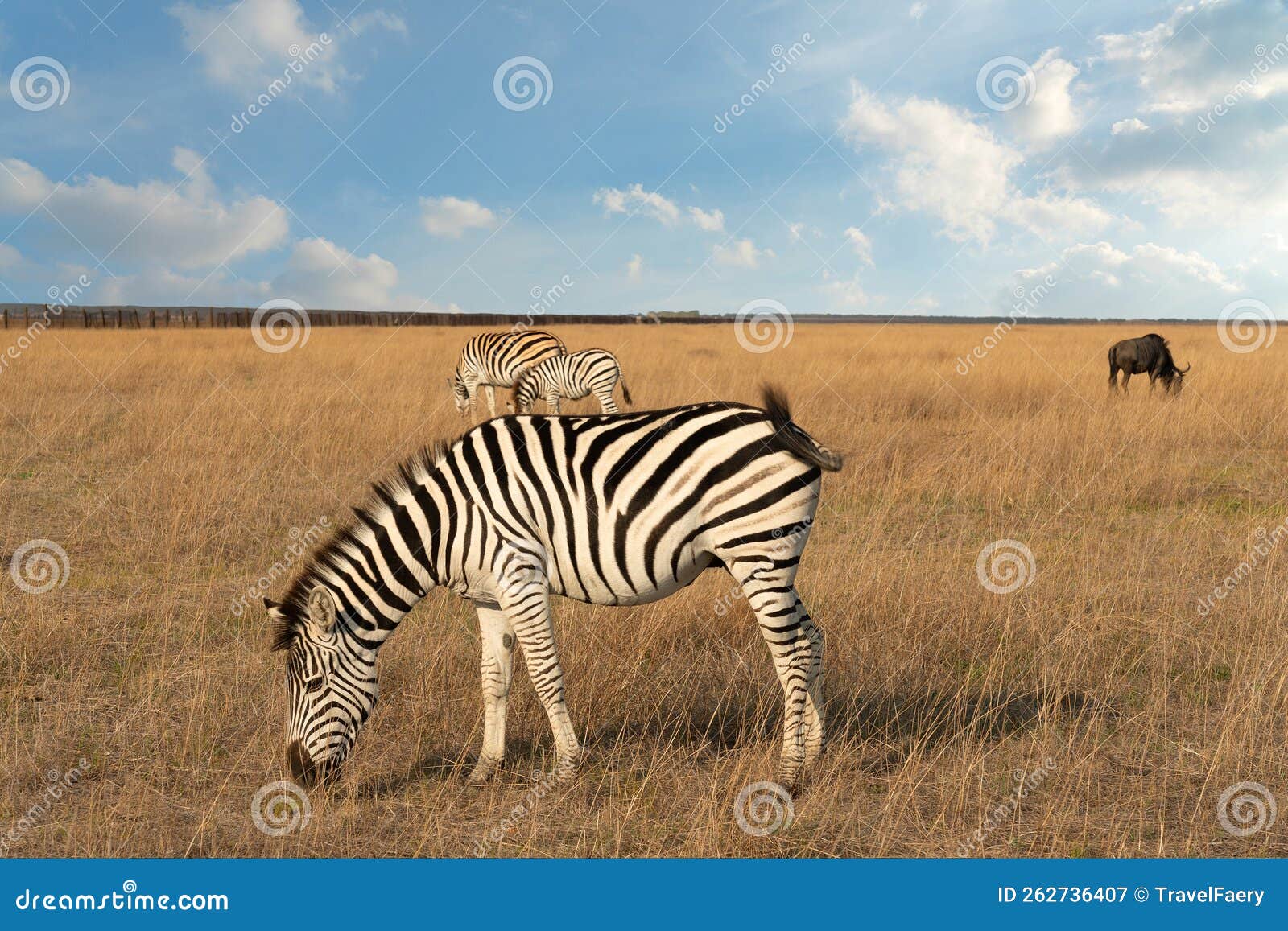 Zebra African Animals and Feeding Bull on the Grass Stock Image - Image ...