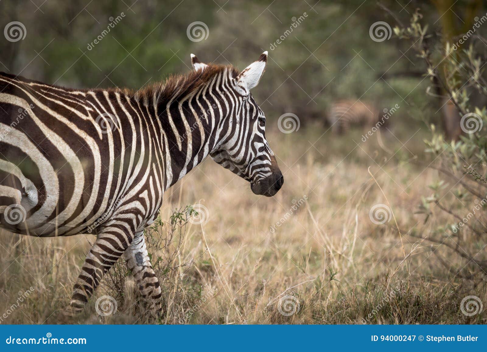 Zebra stock image. Image of aggressive, kenya, beautiful - 94000247