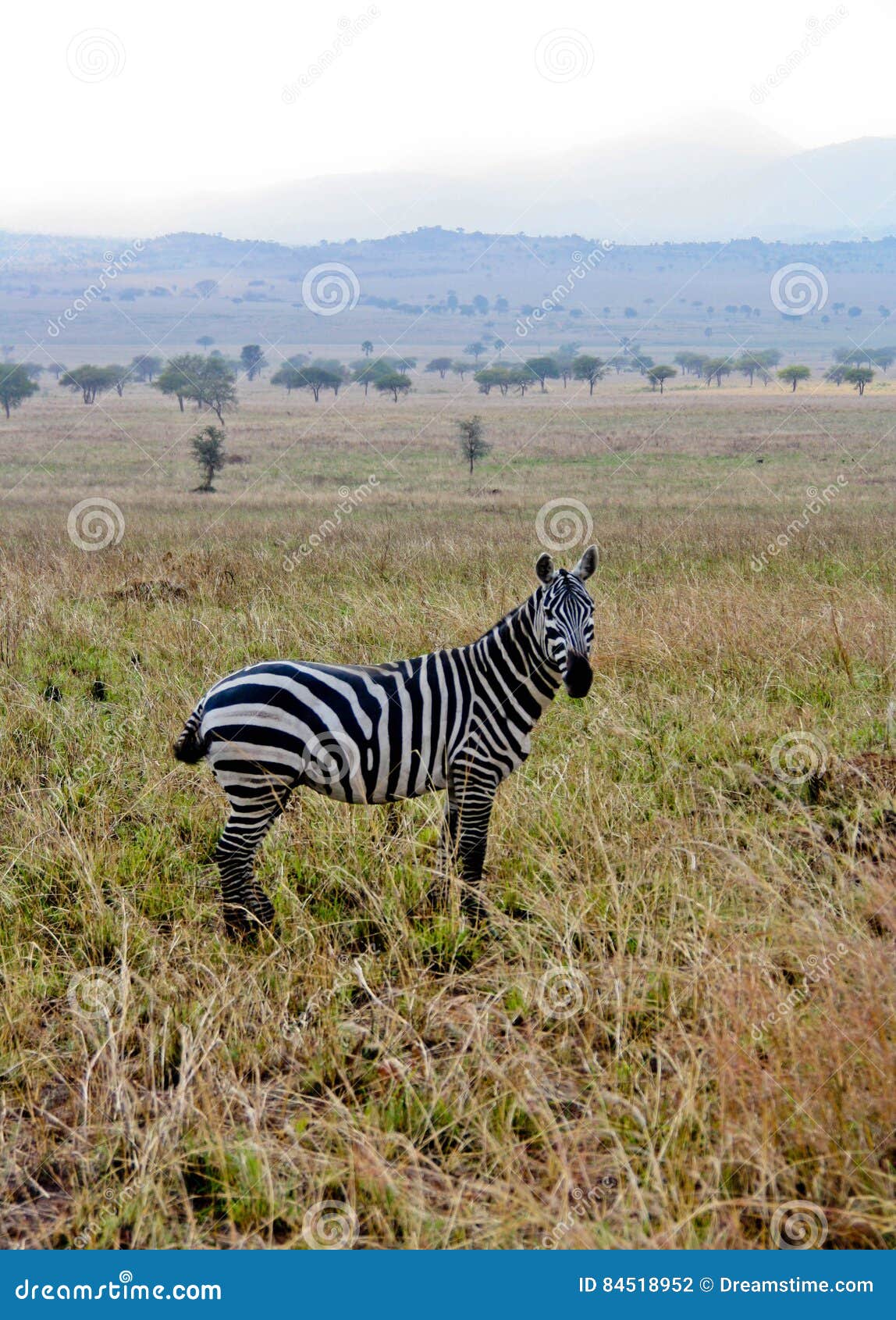 Zebra stock photo. Image of landscape, savanna, grass - 84518952