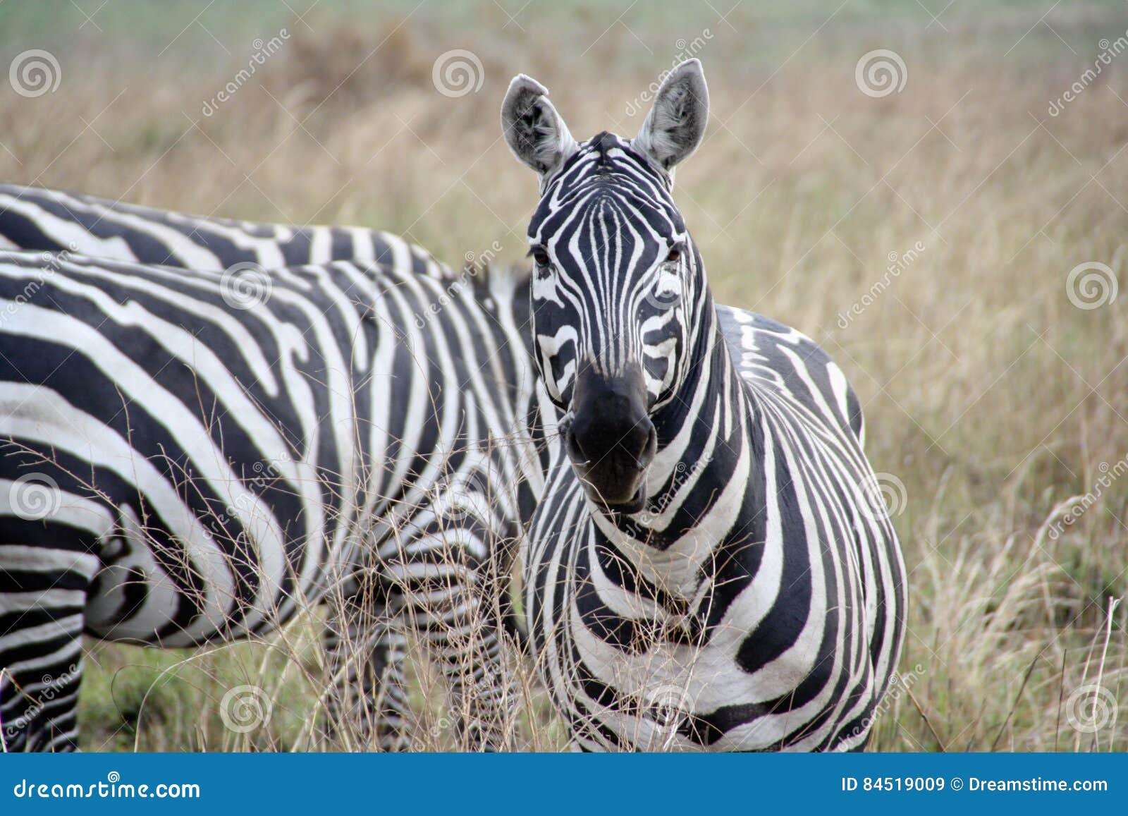 Zebra stock image. Image of savanna, uganda, african - 84519009
