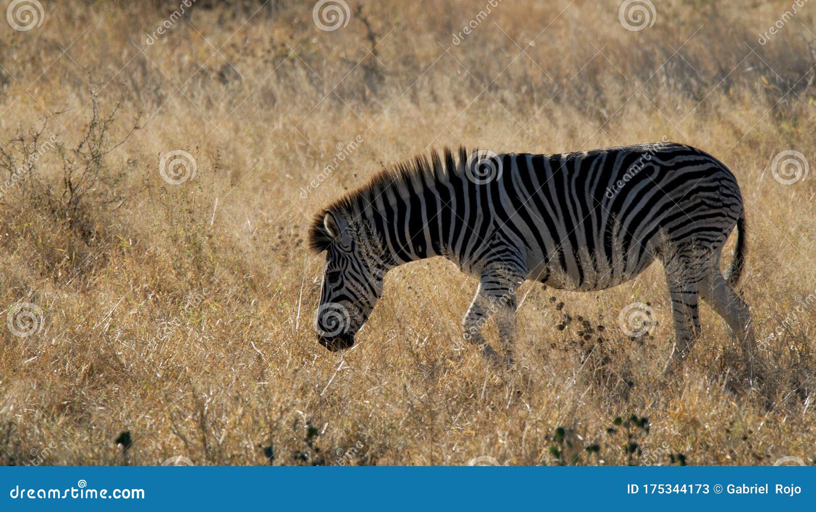 Zebra in the African Savannah Stock Image - Image of lined, savannah ...
