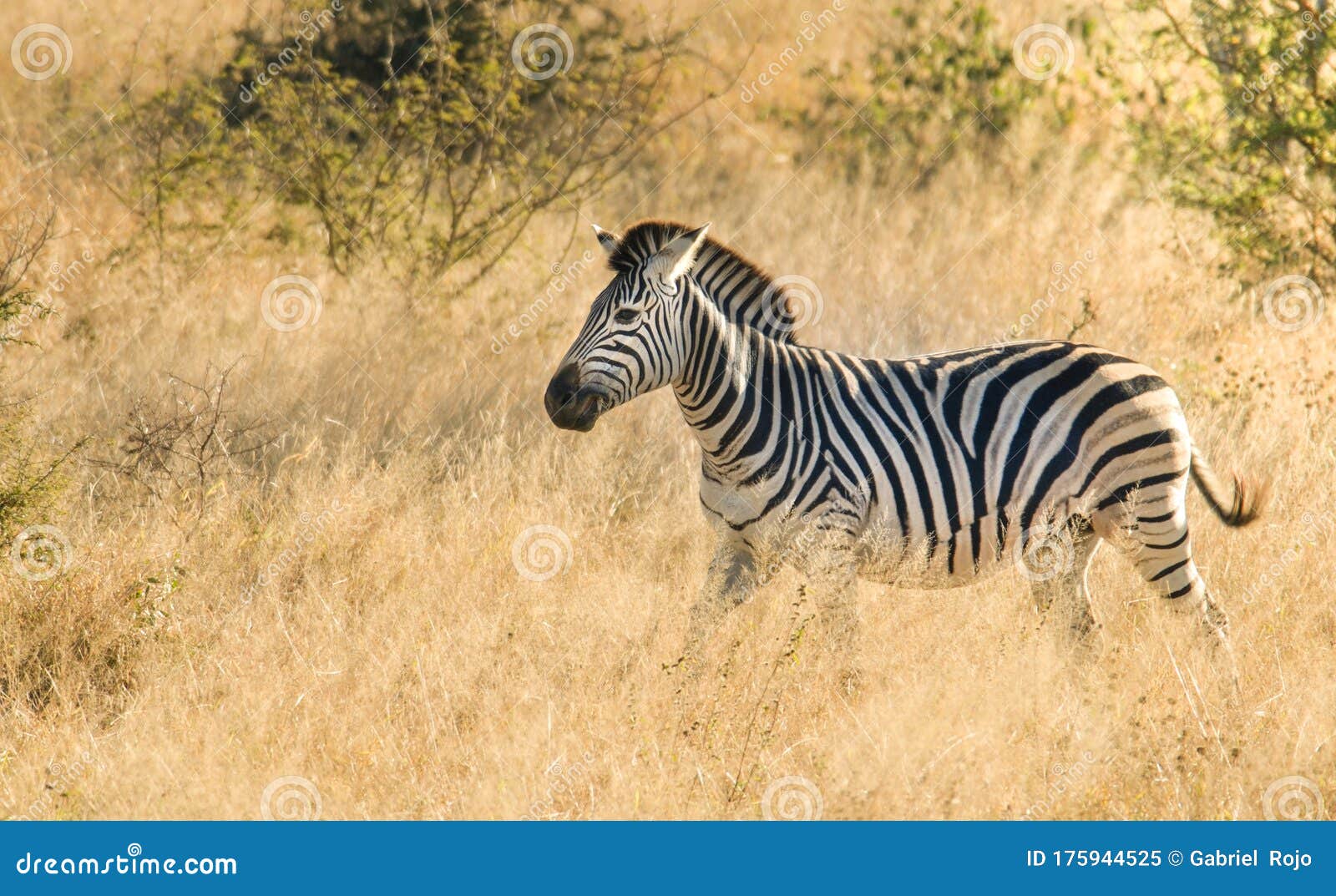Zebra in the African Savannah Stock Image - Image of plains, safari ...