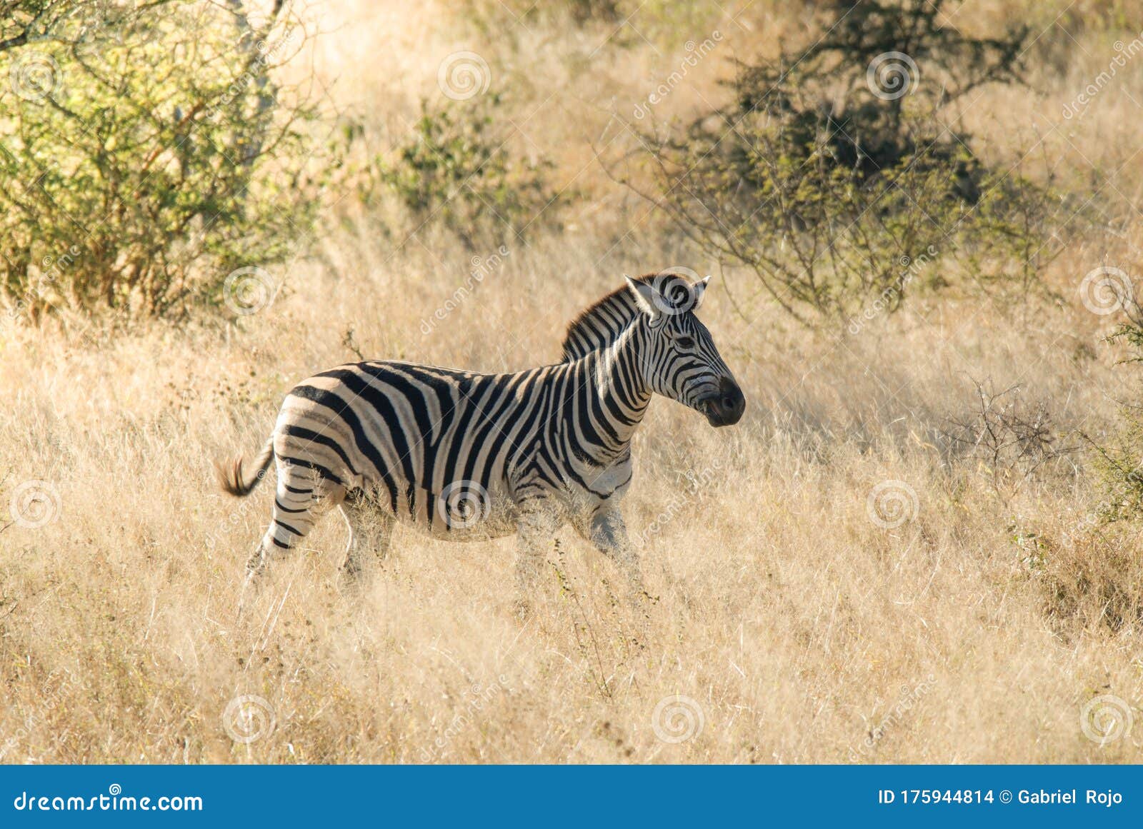 Zebra in the African Savannah Stock Photo - Image of stripes, animal ...