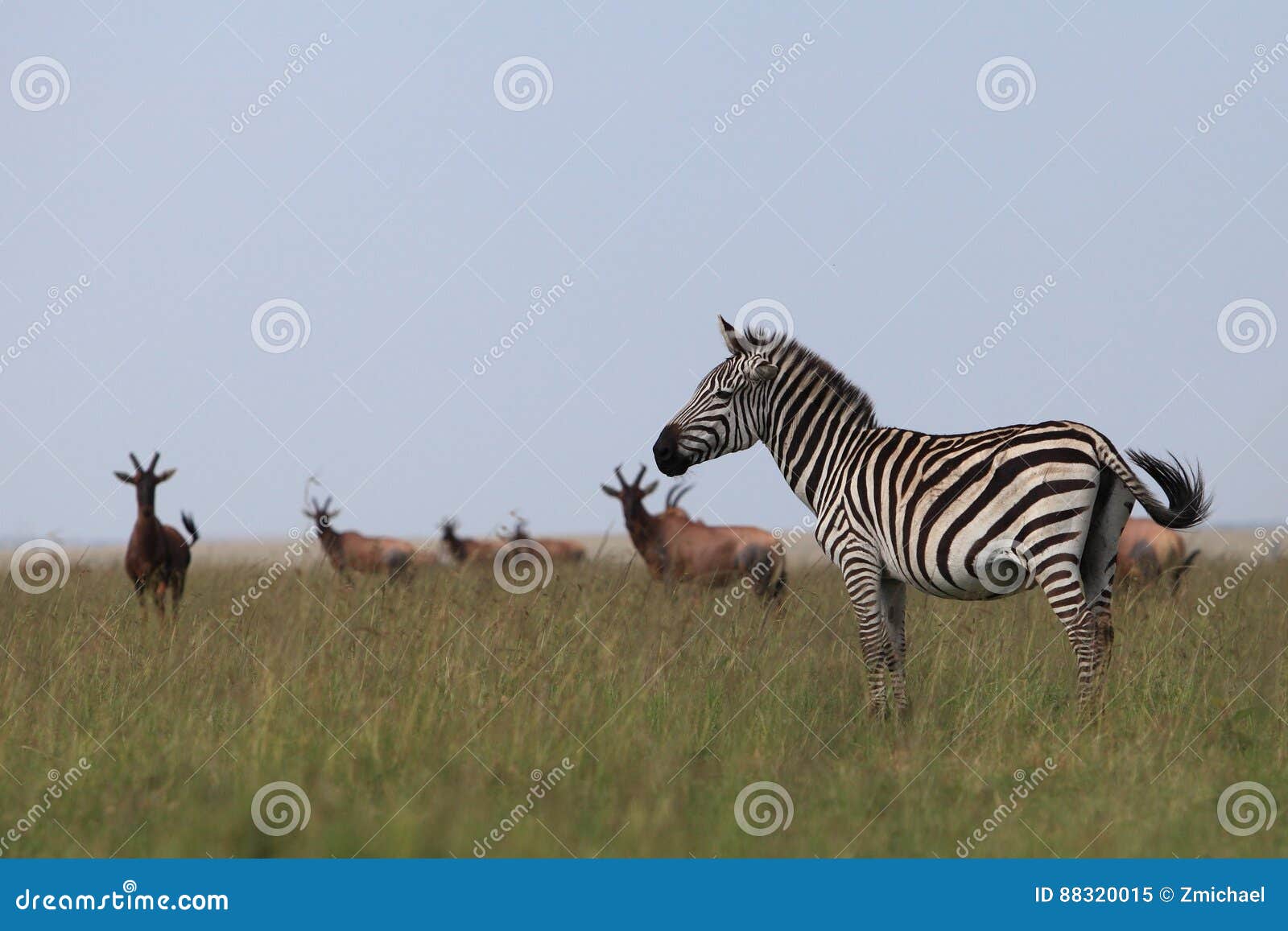 Zebra stock image. Image of heads, horizontal, mammal - 88320015