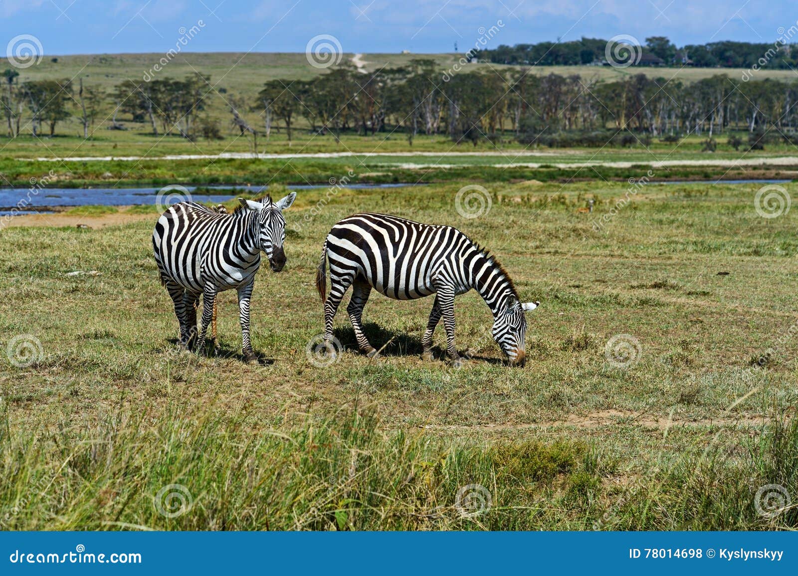 Zebra in the African Savannah Stock Photo - Image of africa, wildlife ...