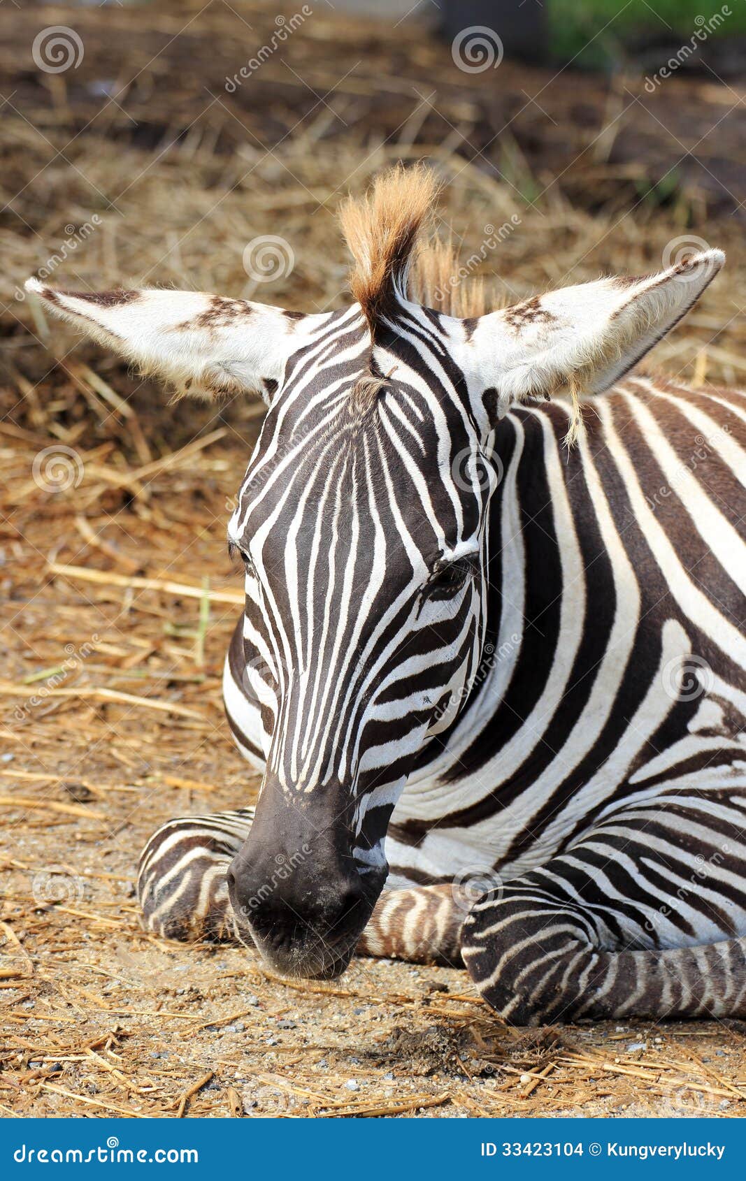 Zebra stock photo. Image of wild, head, animals, burchells - 33423104