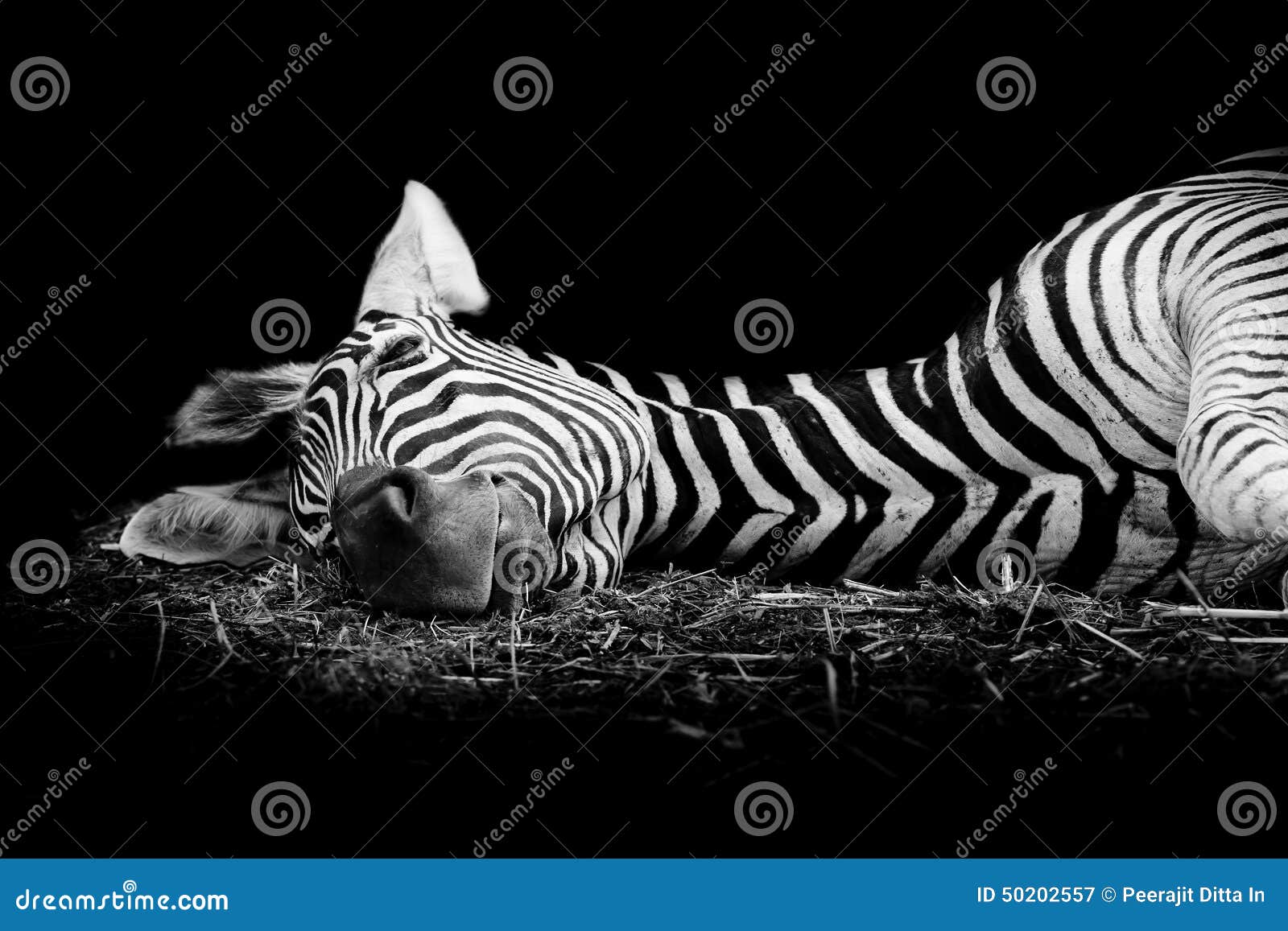 Zebra/African Zebra Sleeping on Field. Stock Image - Image of field ...