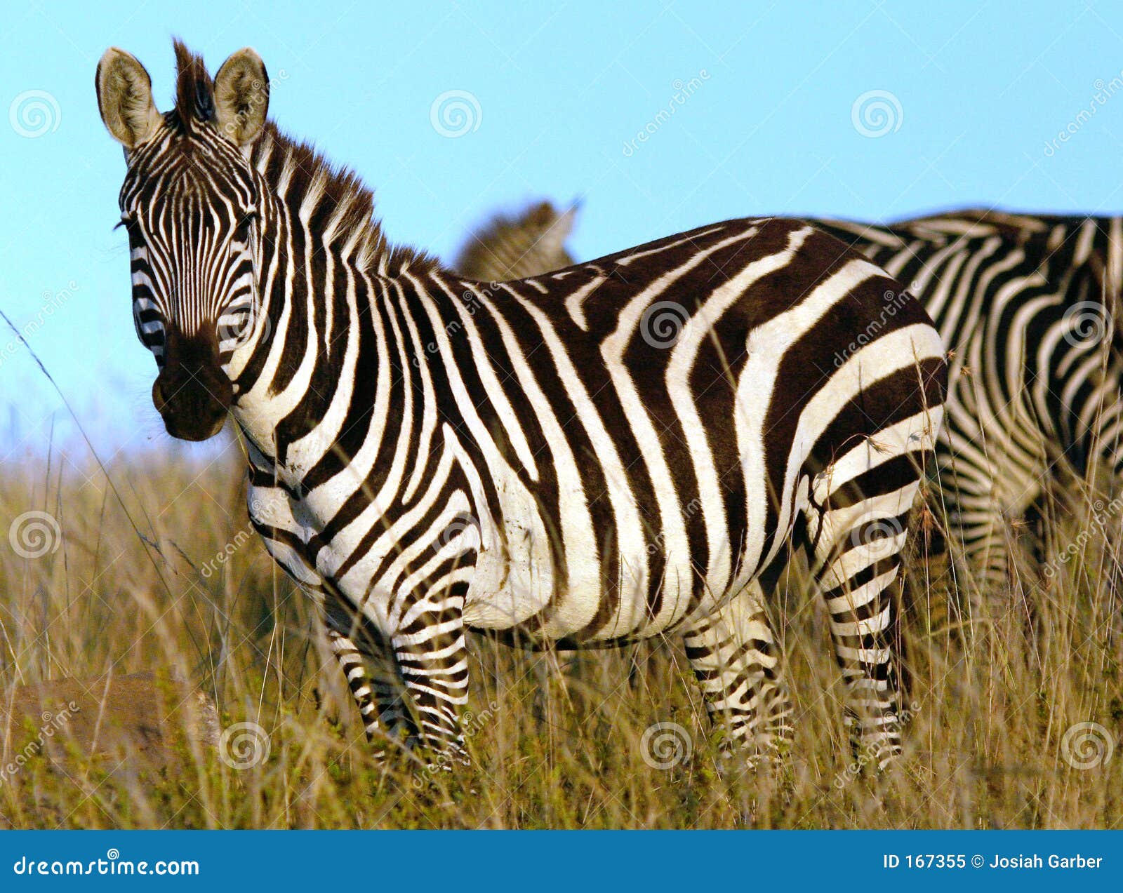 Zebra in Afrika stock afbeelding. Image of weid, gestreept - 167355