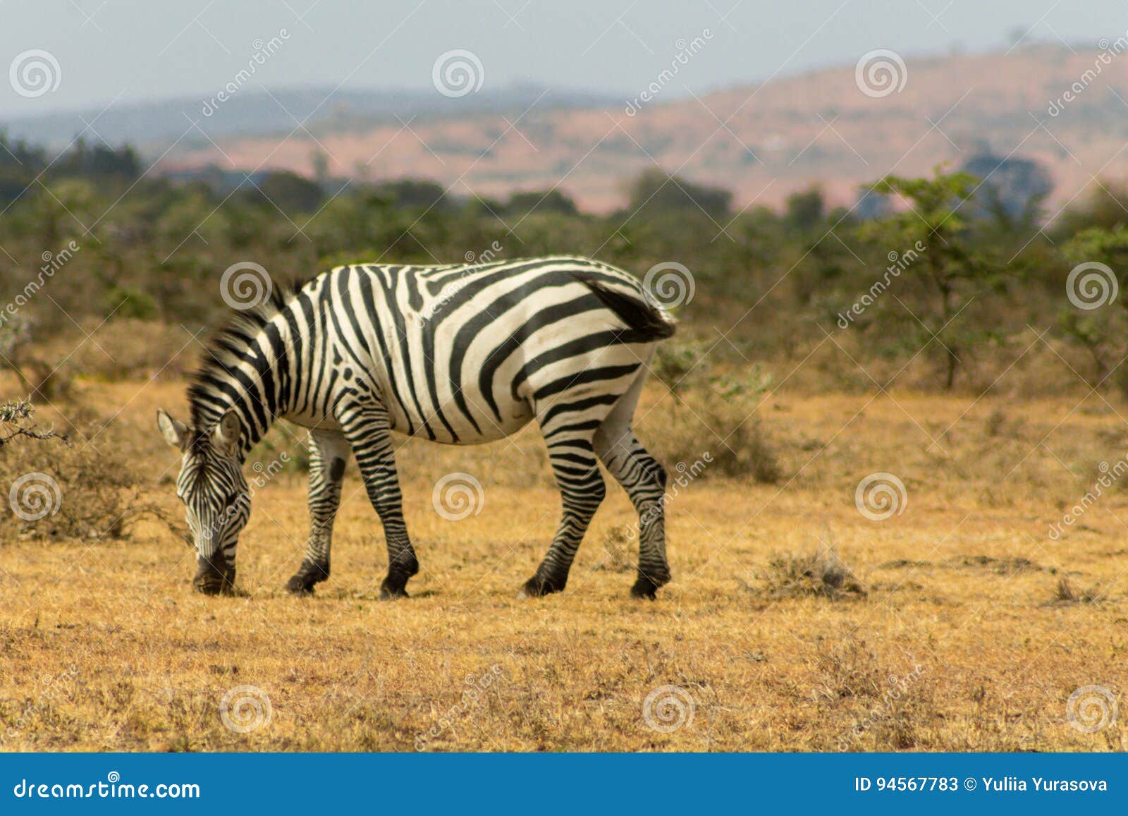 Zebra in Afrika stockbild. Bild von landschaft, erhaltung - 94567783