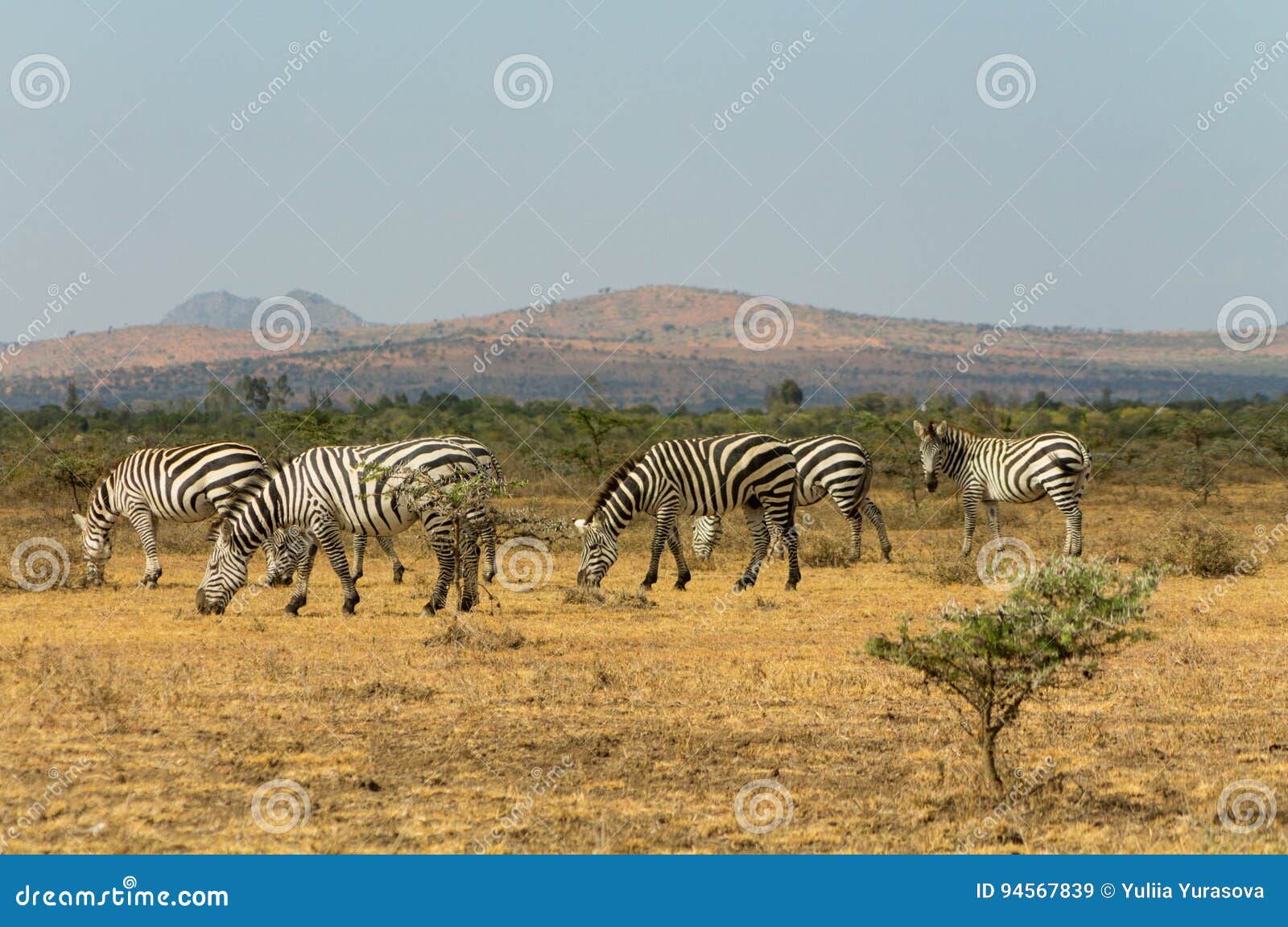 Zebra in Afrika stock afbeelding. Image of spel, migratie - 94567839