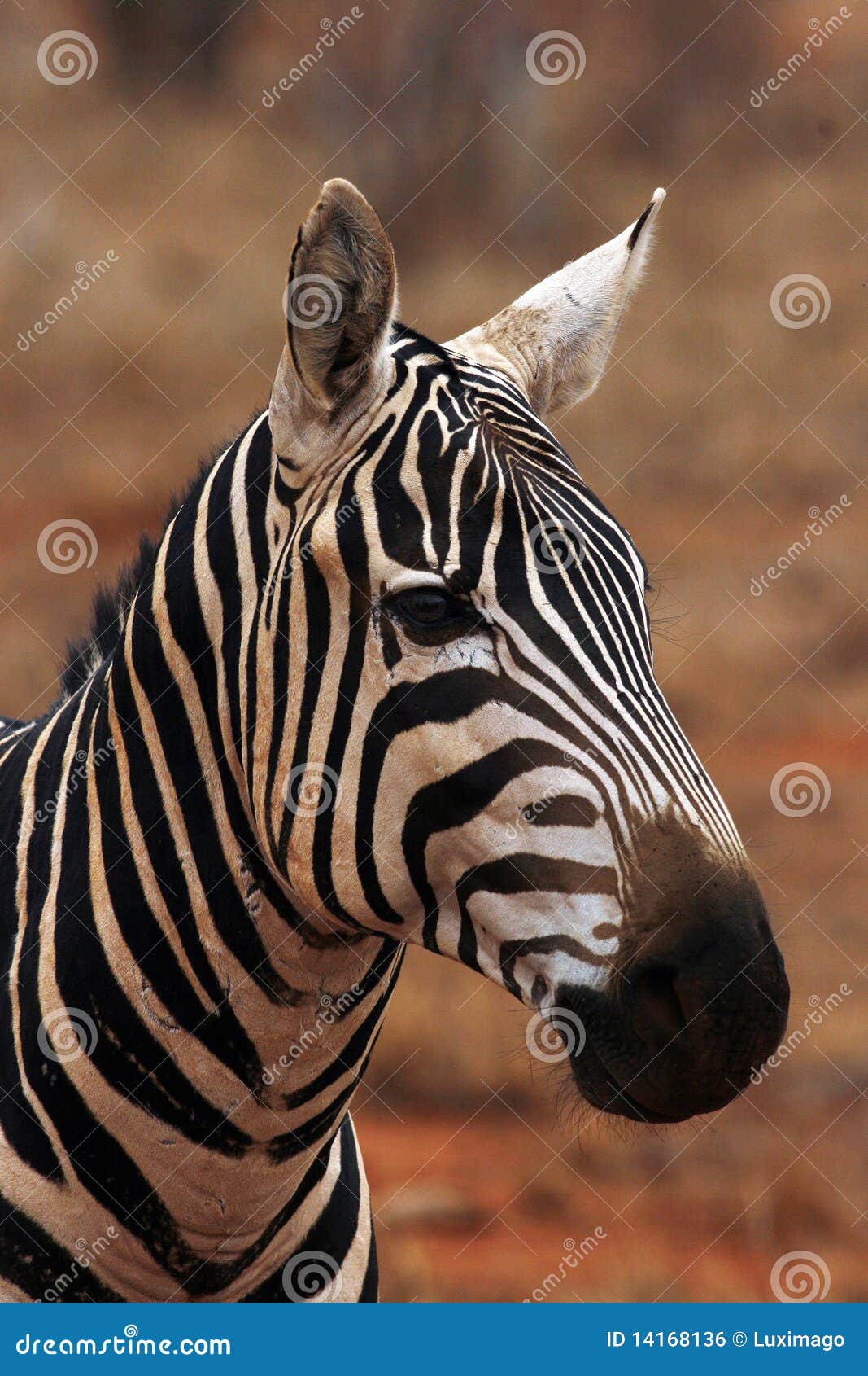 A Zebra Alert for Danger stock photo. Image of stare - 14168136