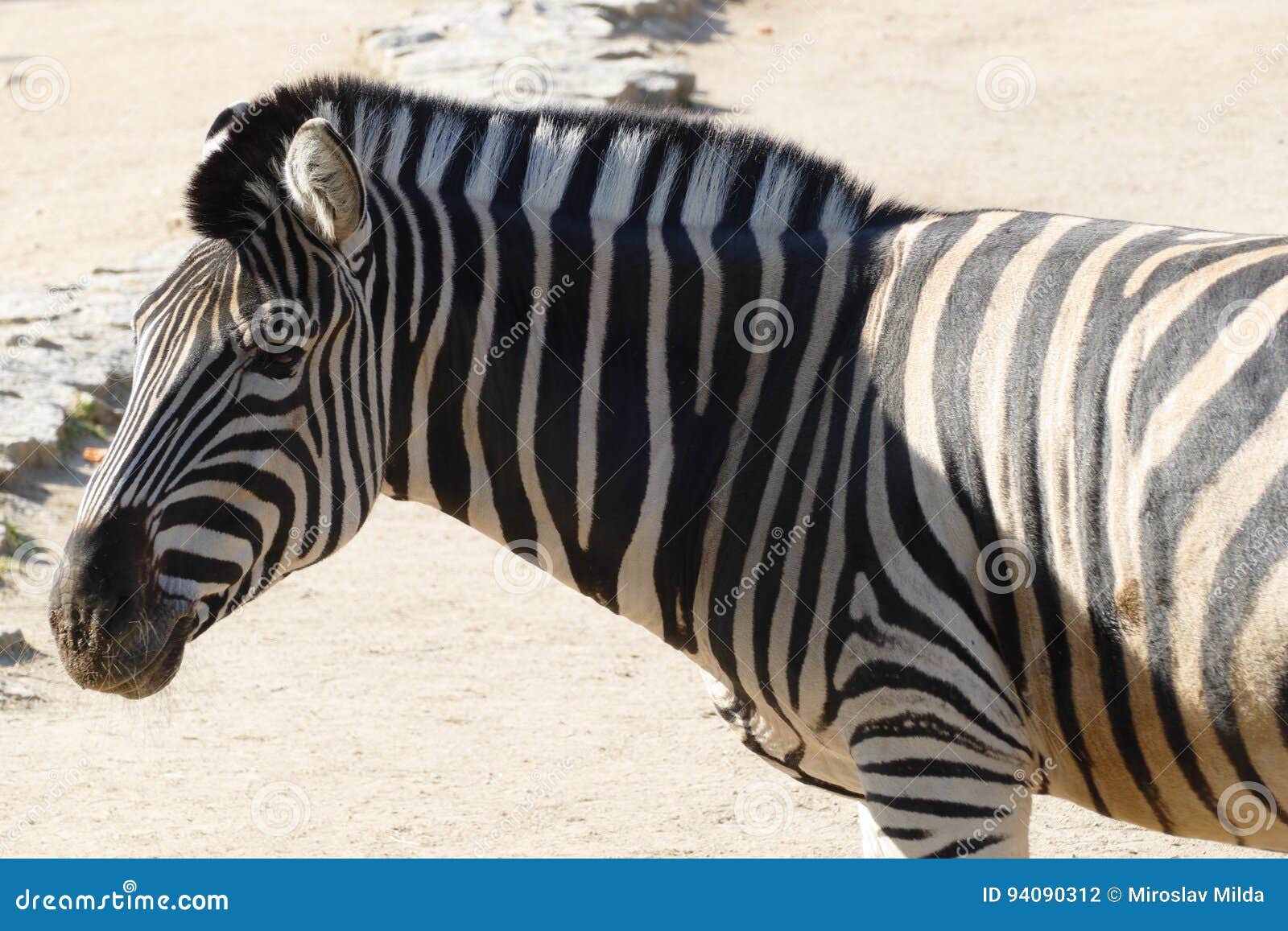 Zebra stock photo. Image of white, male, adult, black - 94090312