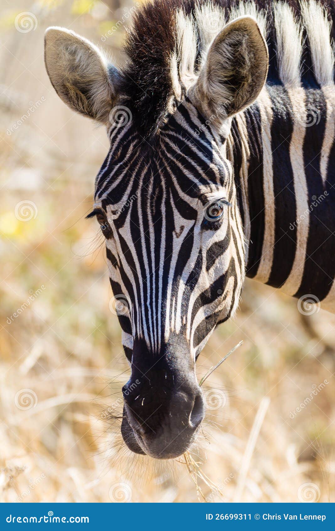 Zebra Animal Head Portrait stock image. Image of detail - 26699311