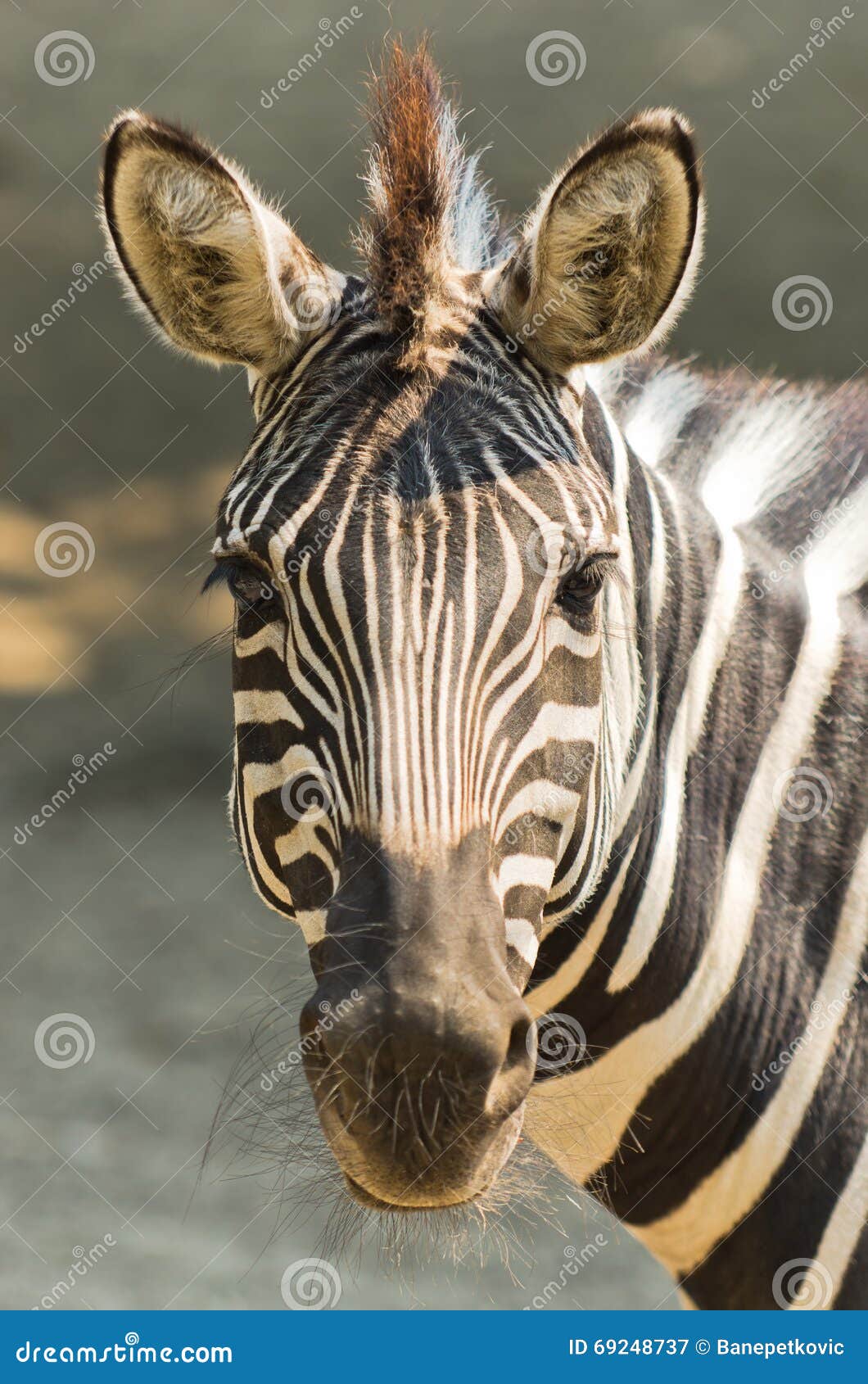 Zebra animal portrait stock image. Image of fauna, mammal - 69248737