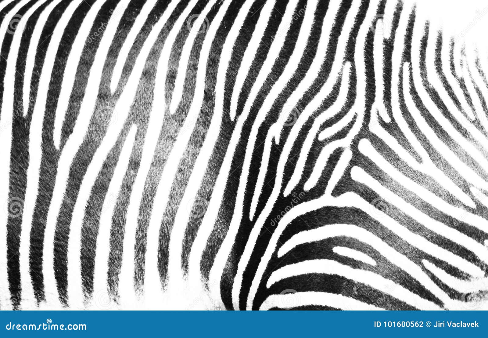 Zebra animal texture stock illustration. Illustration of jungle - 101600562