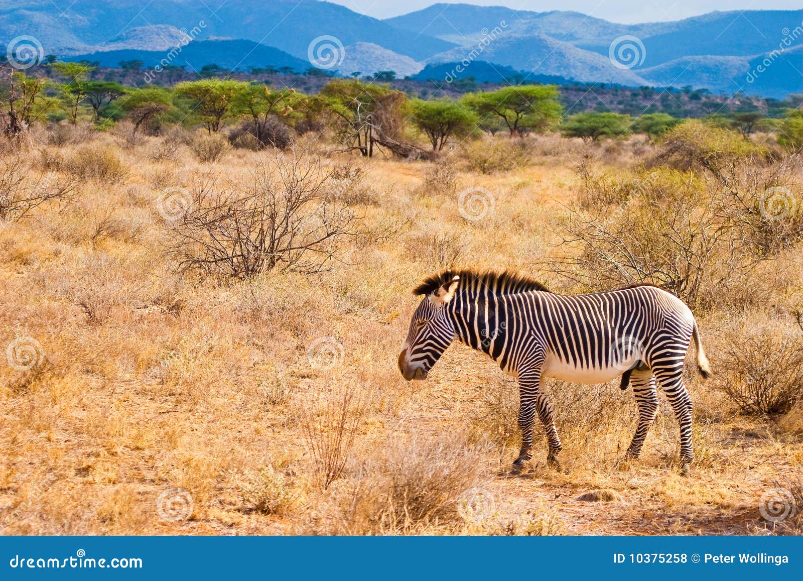 Zebra Animal Skin Texture Royalty-Free Stock Photography ...