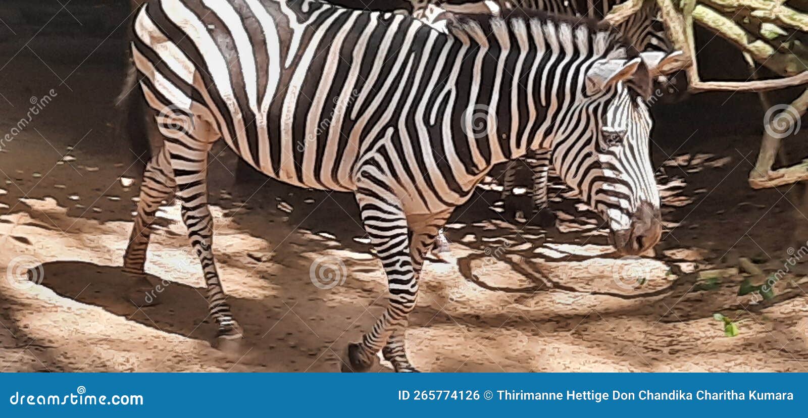 Zebra Animal Zbra Animalzebra Walking Stock Photo - Image of zbra ...