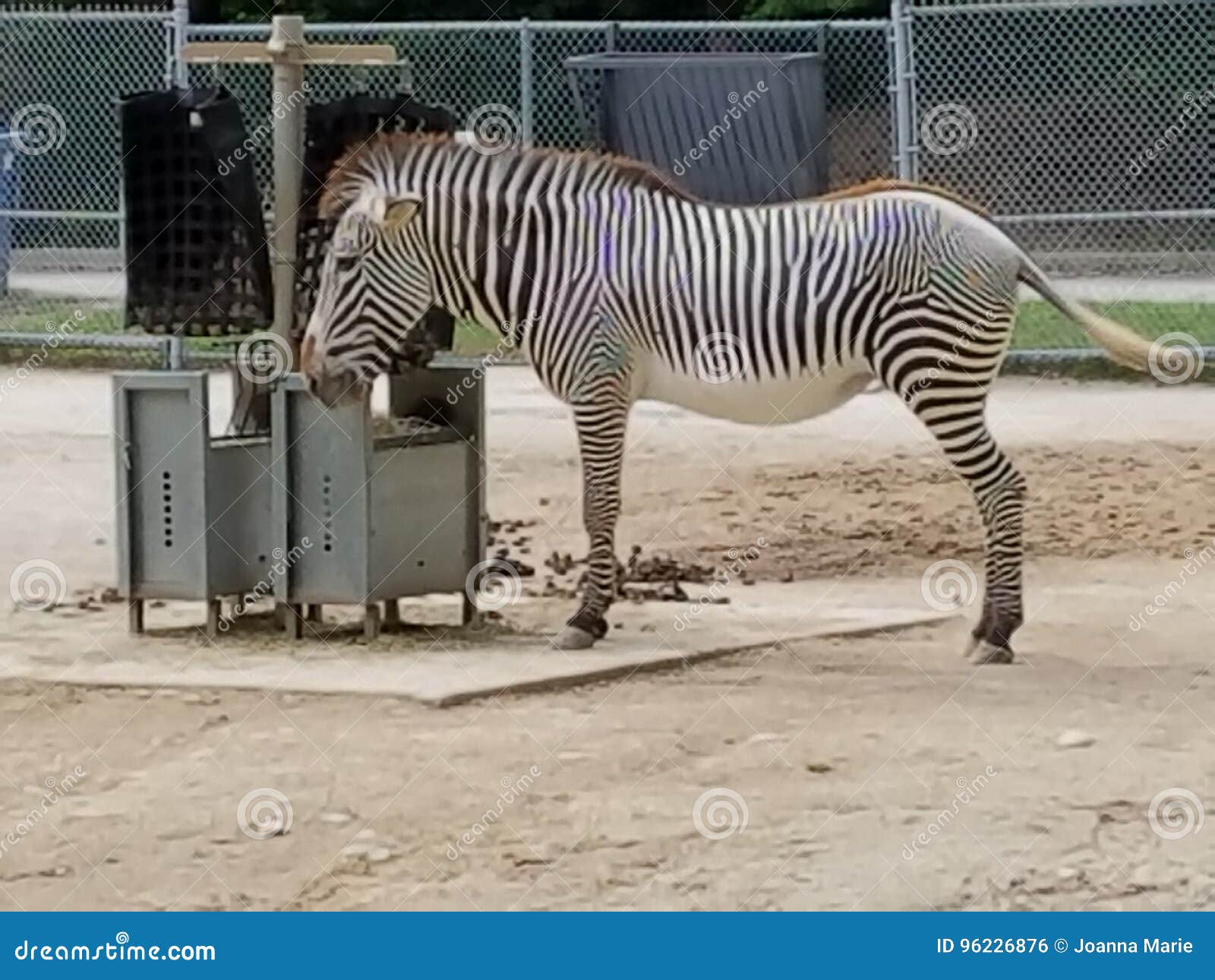 Zebra stock photo. Image of brookfield, exhibit, zebra - 96226876