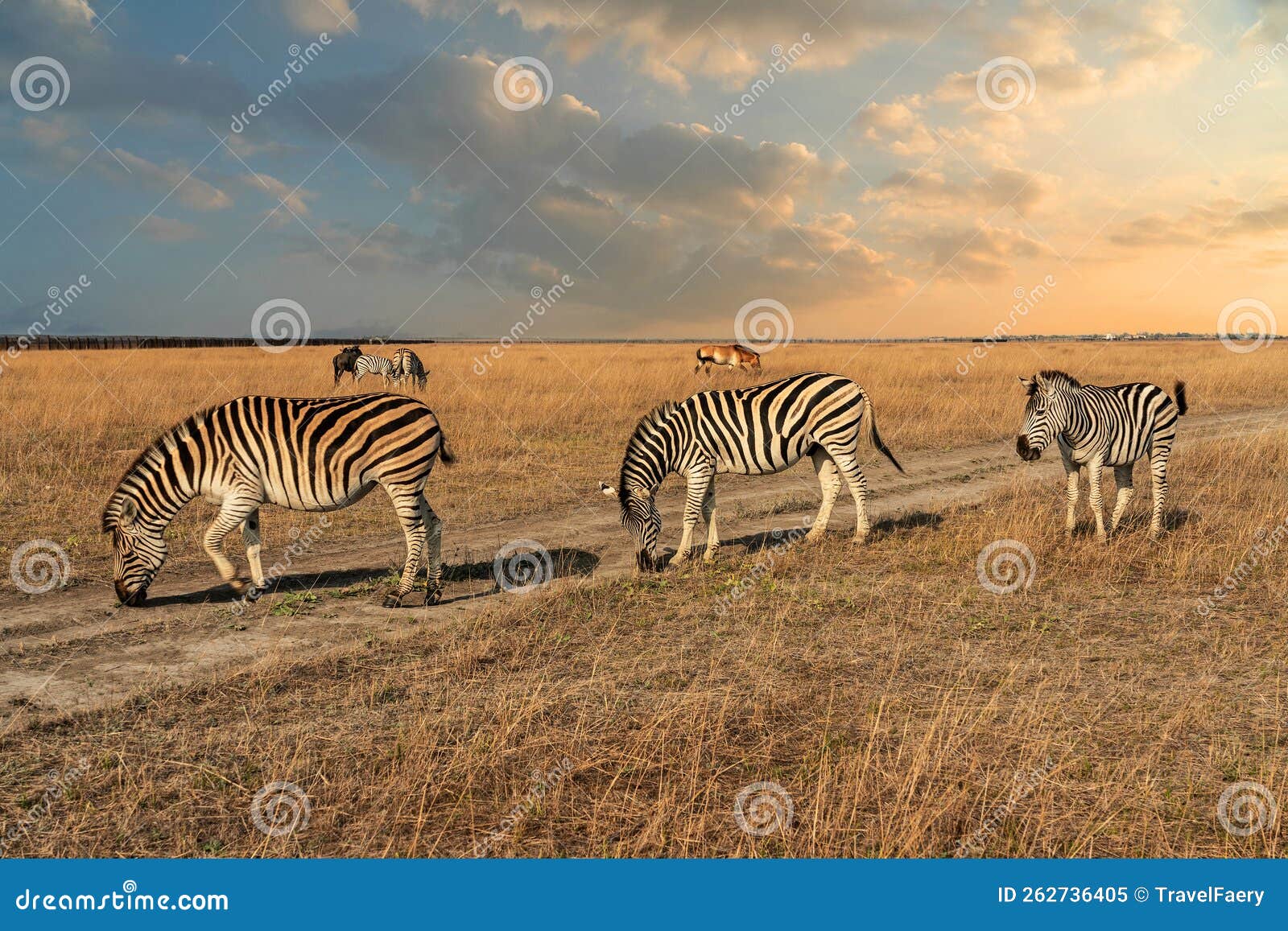 Zebra Animals in Askaniya-Nova, Kherson, Ukraine Stock Image - Image of ...