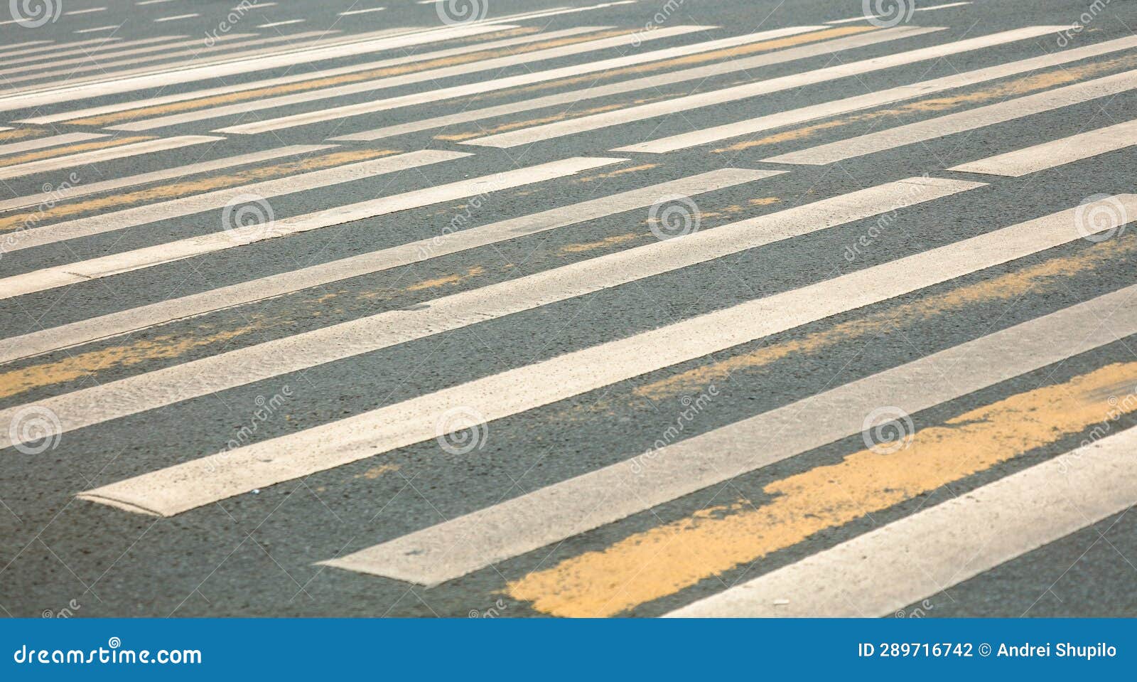 Zebra on Asphalt at the Road Crossing. Stock Photo - Image of safety ...