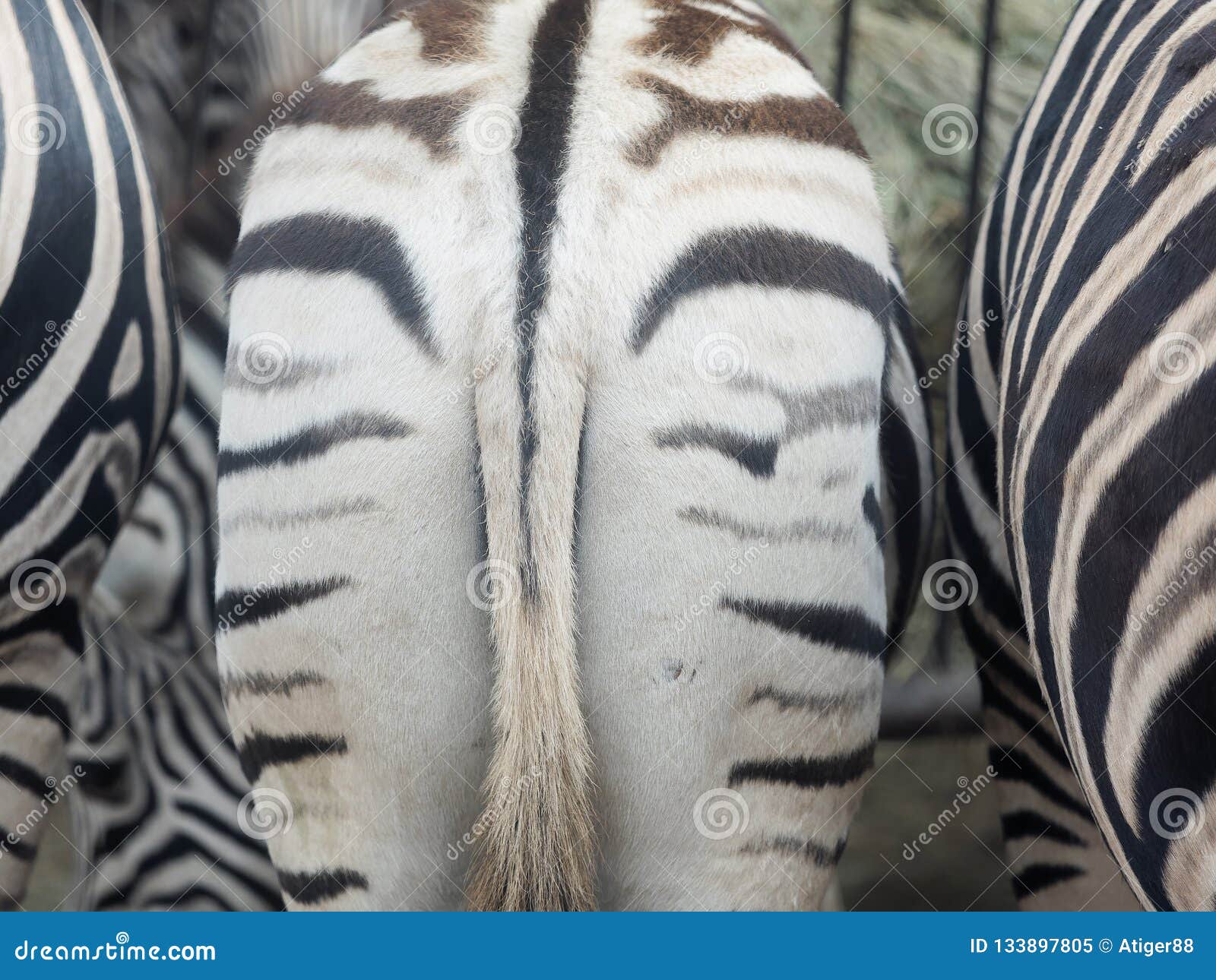 Zebra Ass, of Zebra, Fat Hip Stock Image - Image of tail, material ...