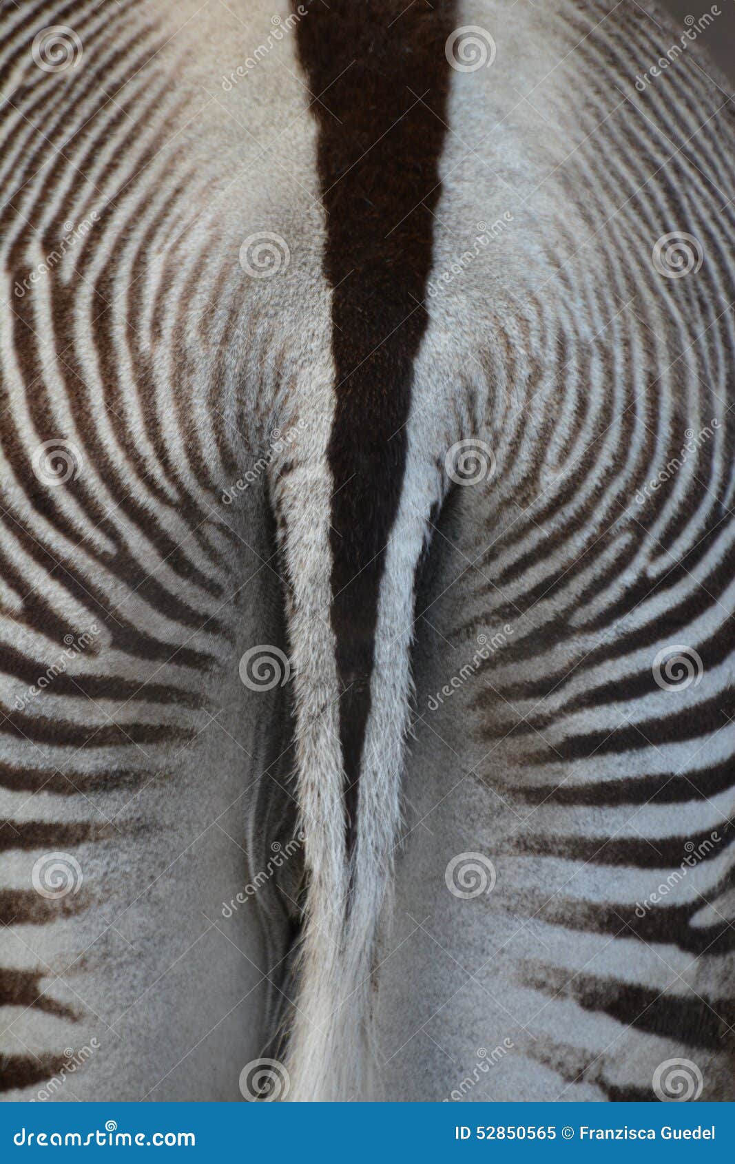 Zebra stock image. Image of herbivore, arse, burchelli - 52850565