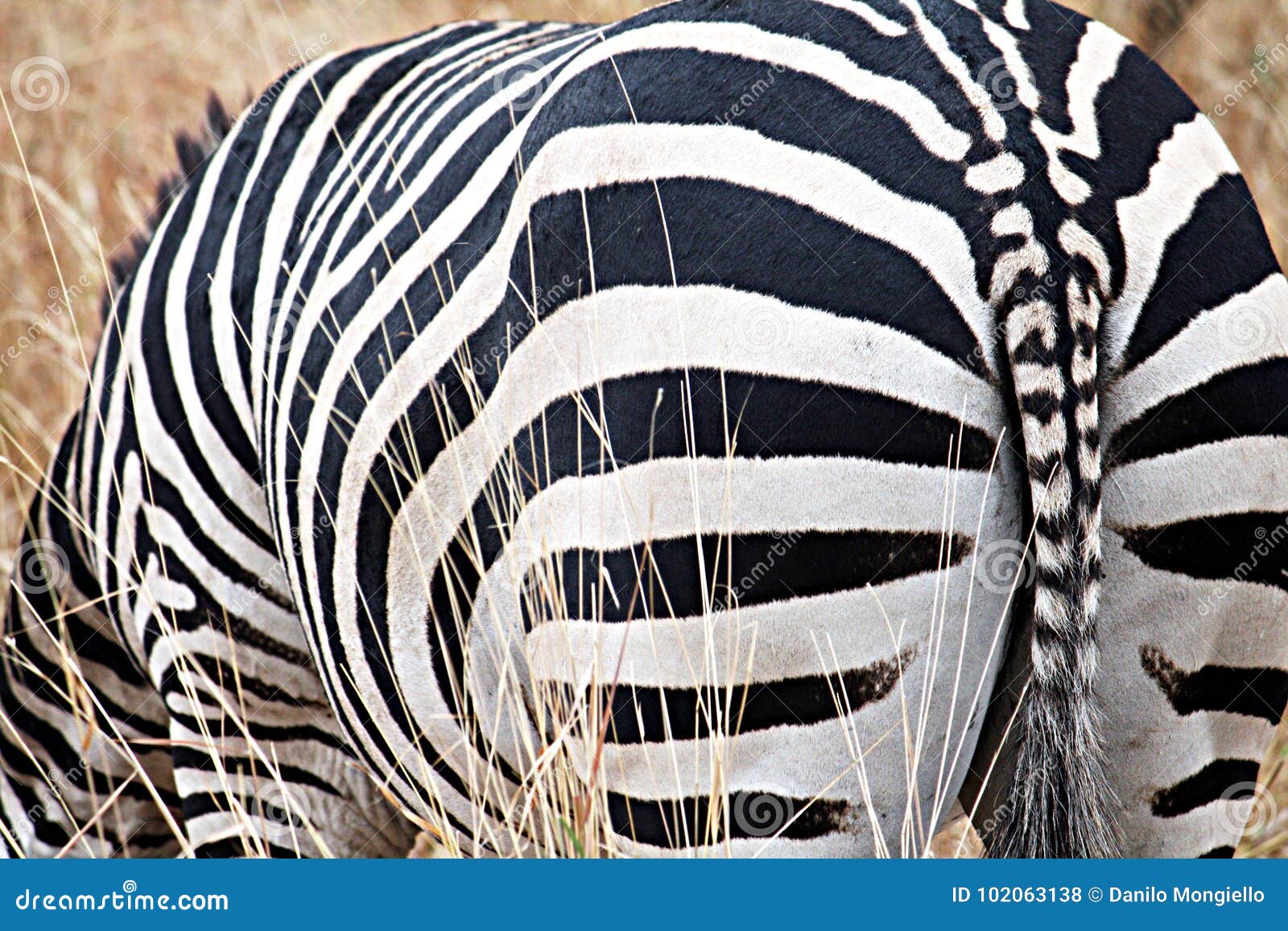 Zebra stock photo. Image of mara, backside, masai, juventus - 102063138