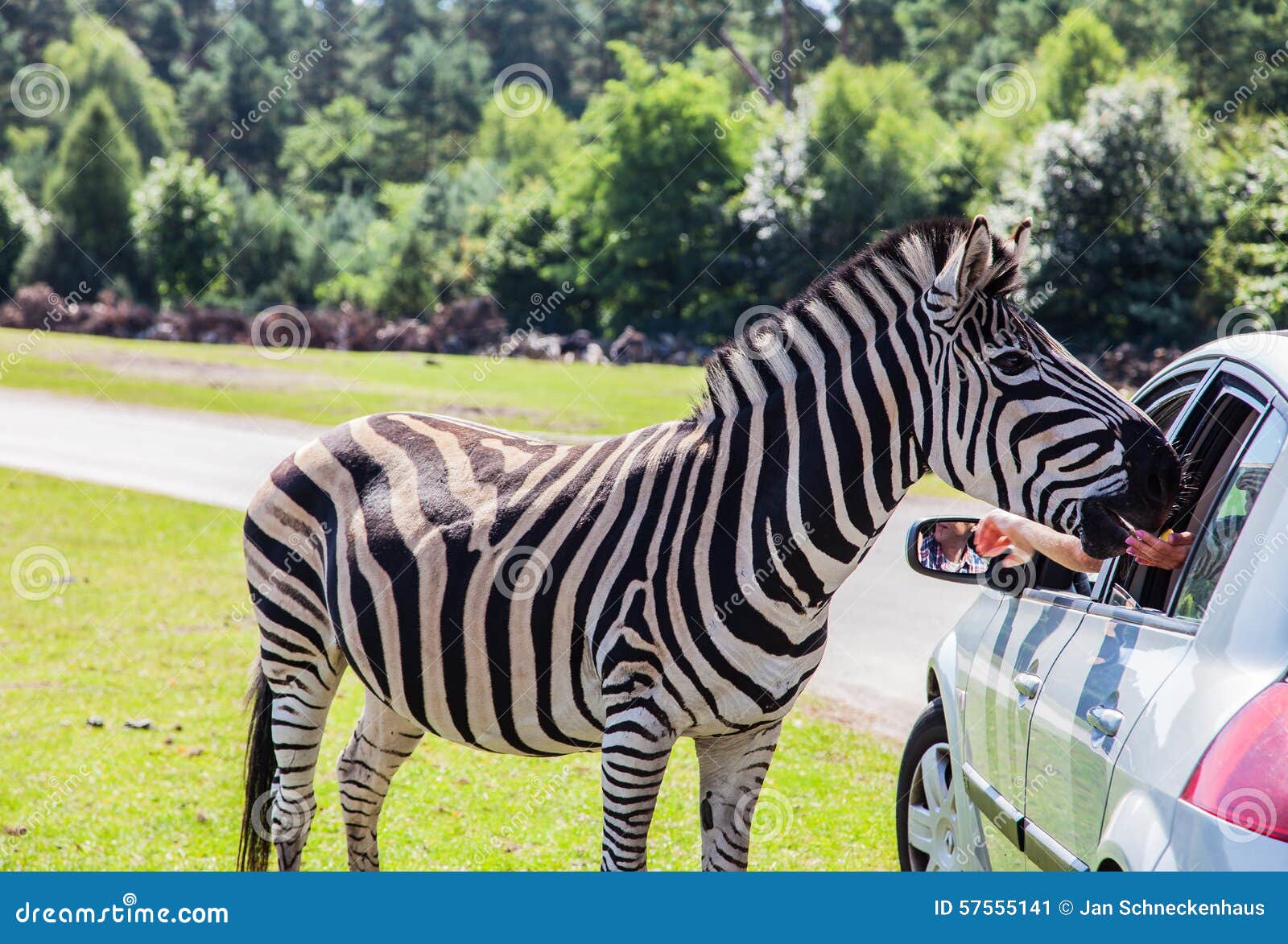 Zebra auf einem Auto stockbild. Bild von safari, schön - 57555141