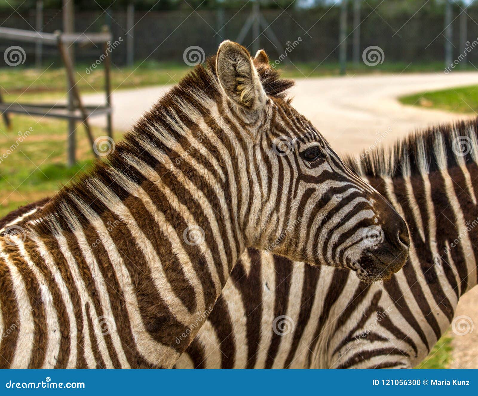 Zebra auf Wiese in Afrika stockfoto. Bild von streifen - 121056300