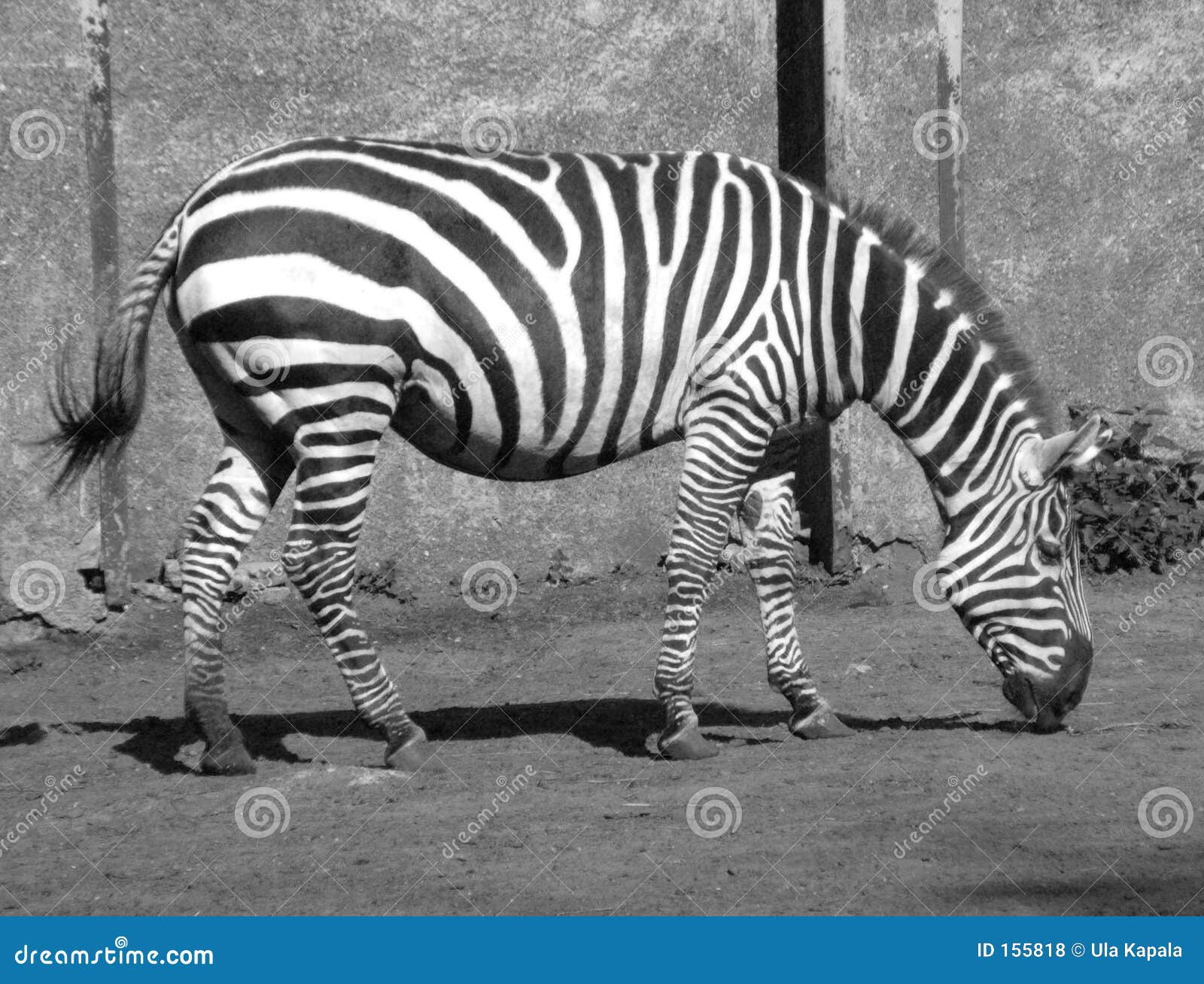 Zebra B/w Picture. Image: 155818