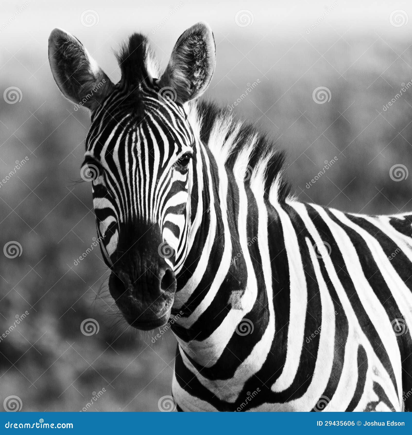 Zebra b&w stock photo. Image of namibia, africa, etosha - 29435606