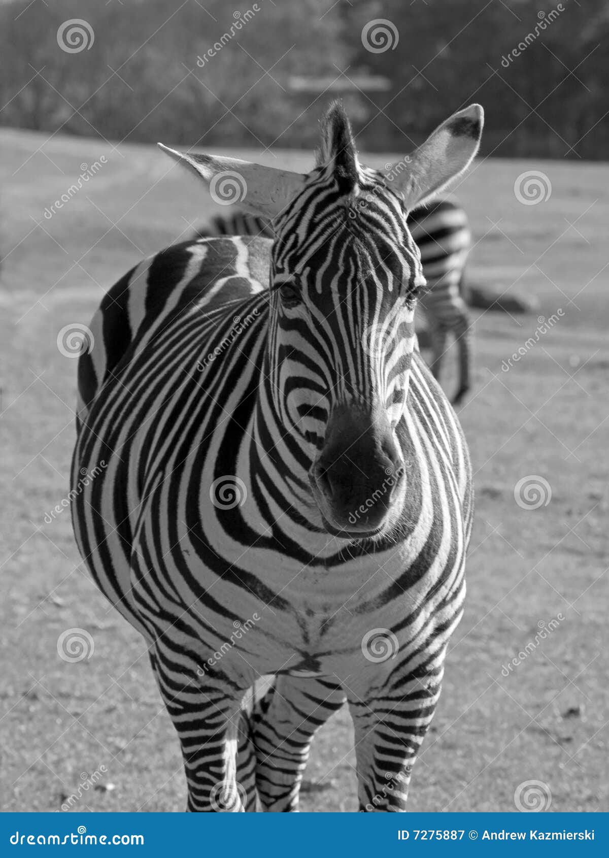 Zebra B&W stock image. Image of safari, equid, pattern - 7275887