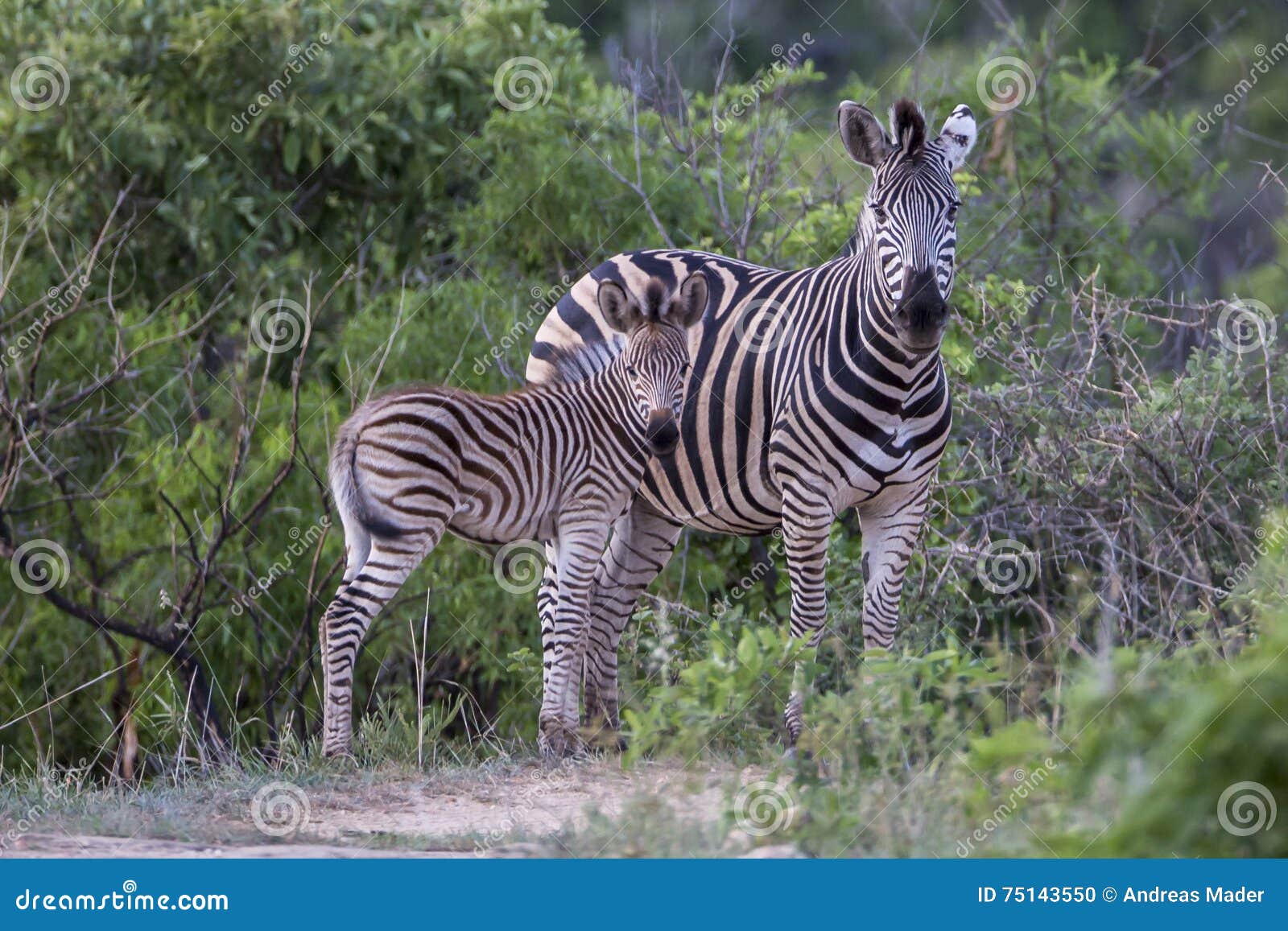 Zebra with baby stock photo. Image of animal, wild, africa - 75143550