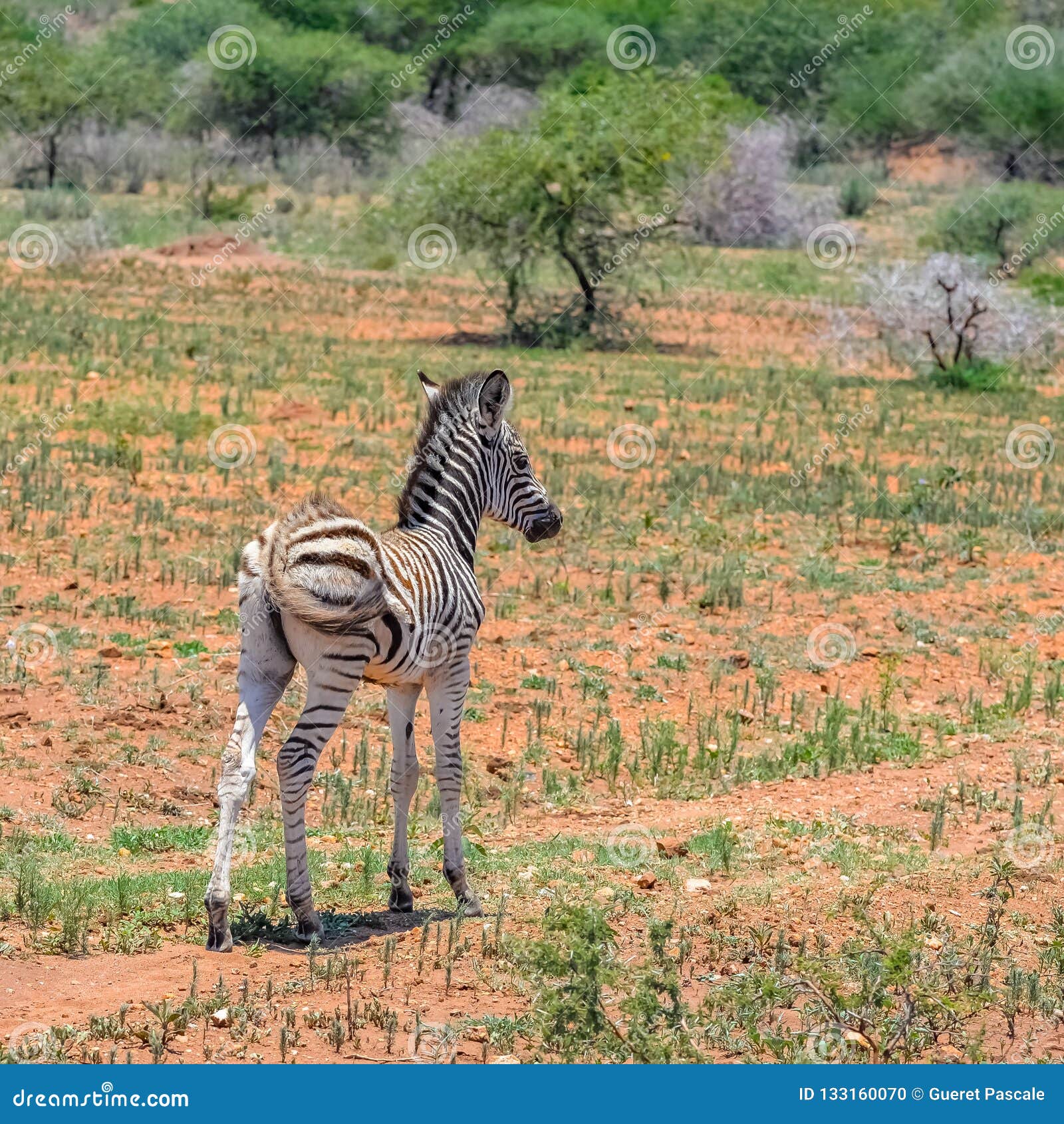 Zebra, baby stock photo. Image of icon, grass, design - 133160070