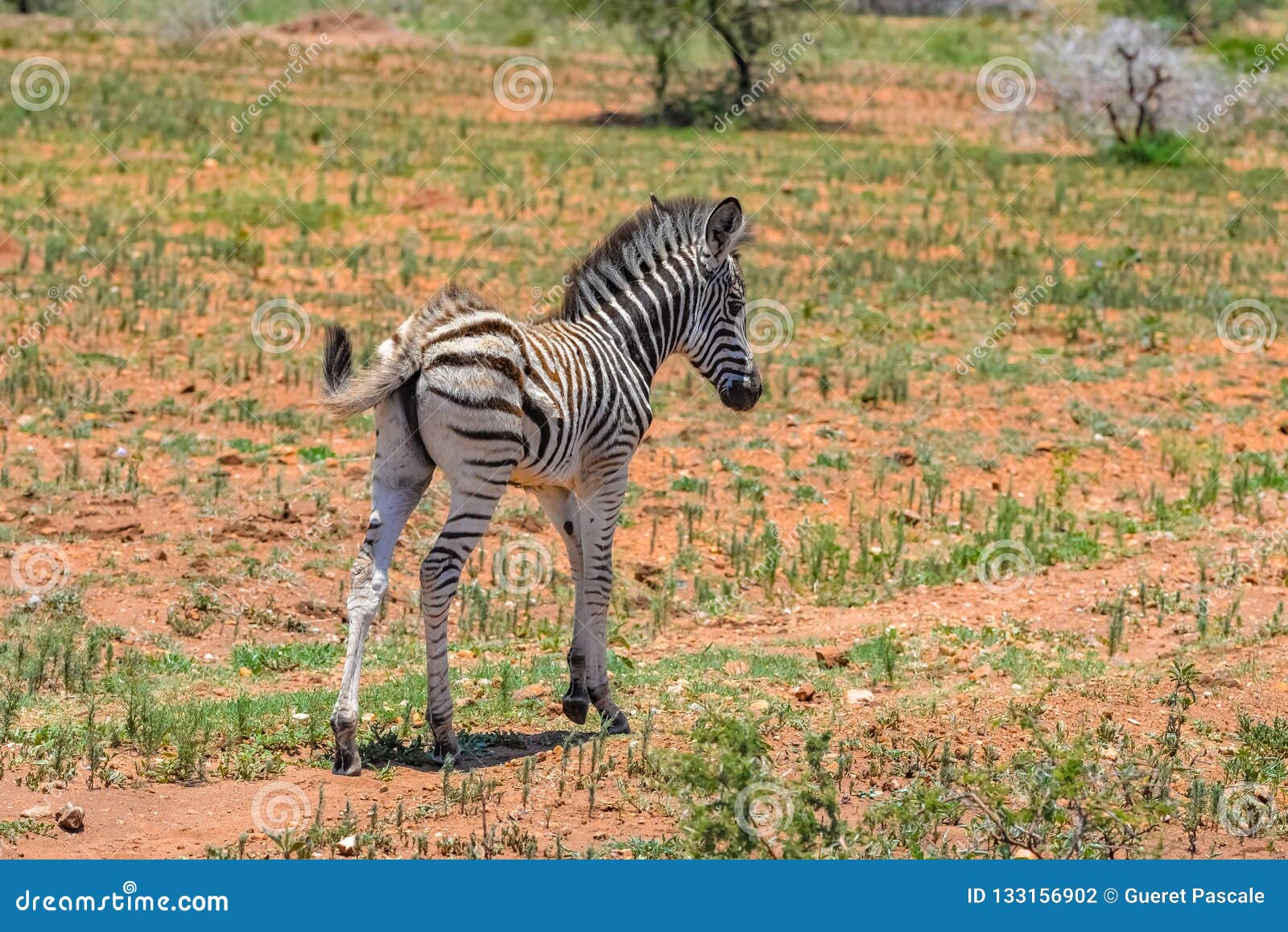 Zebra, baby stock photo. Image of park, lovely, pattern - 133156902