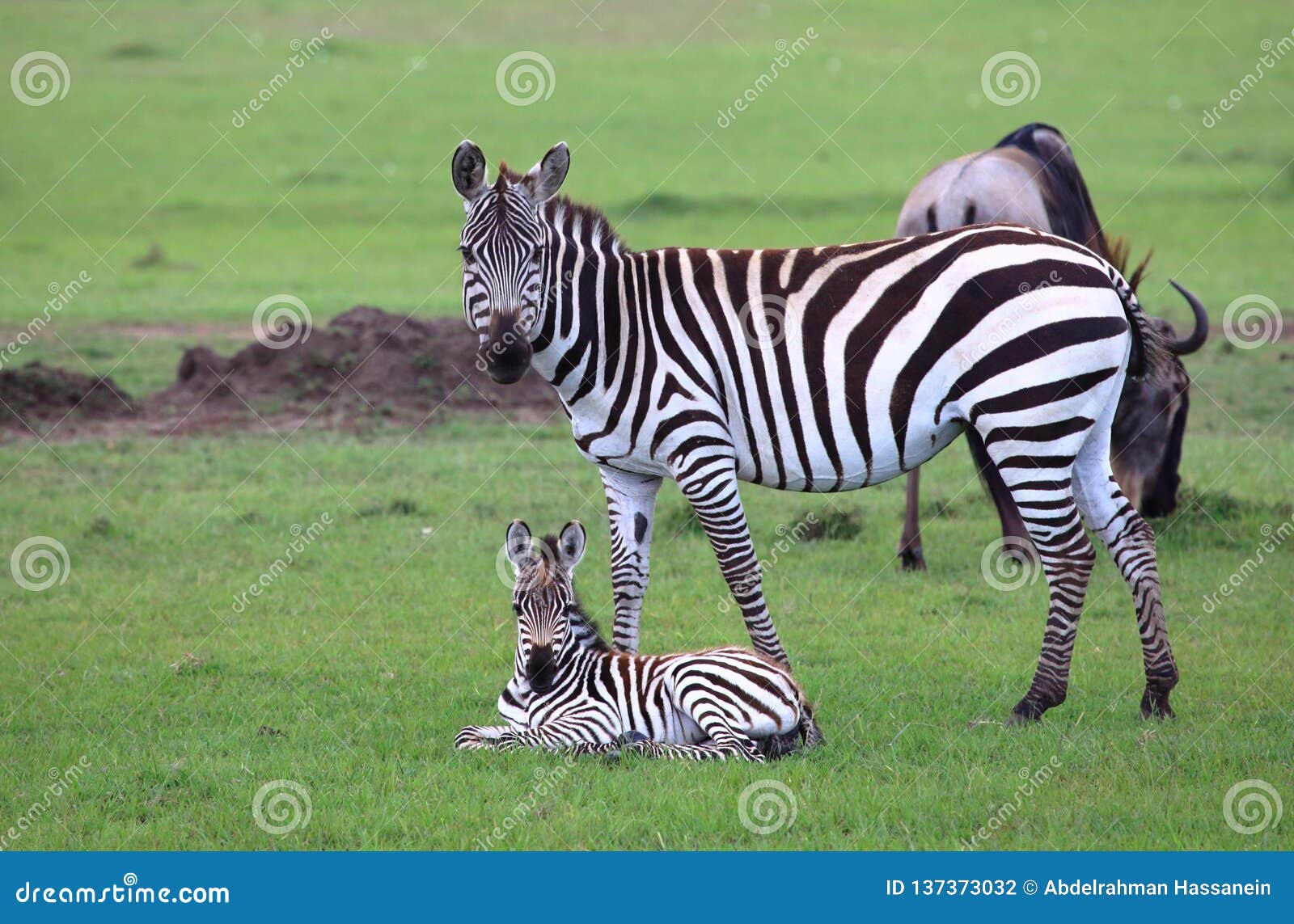 Zebra and Baby with Wildebeest Grazing Stock Photo - Image of alerted ...