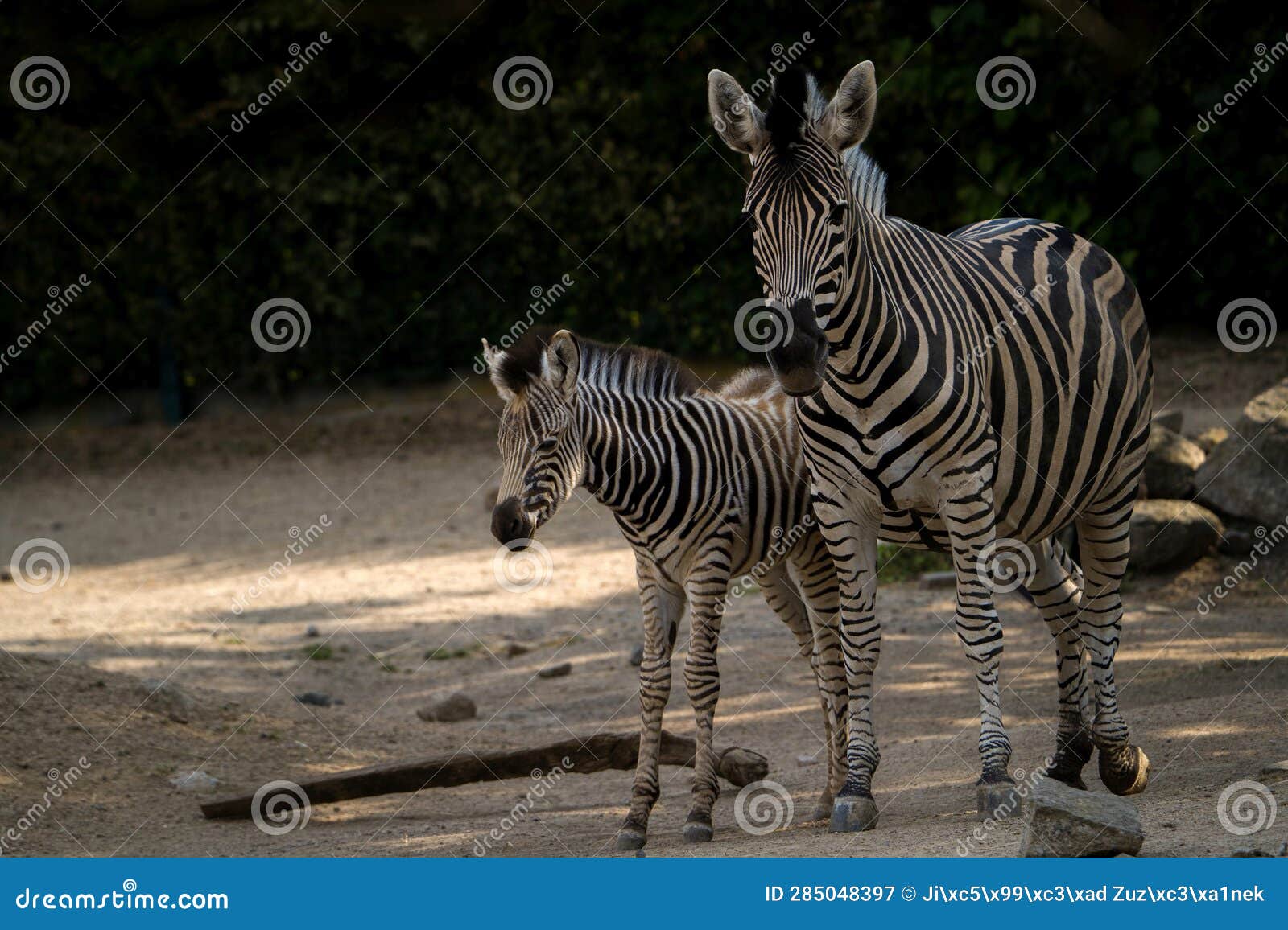 Zebra with baby in zoopark stock image. Image of savanna - 285048397